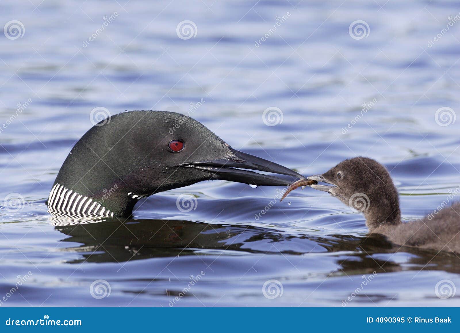 Common Loon Flying In Blue Sky Royalty-Free Stock Photography ...