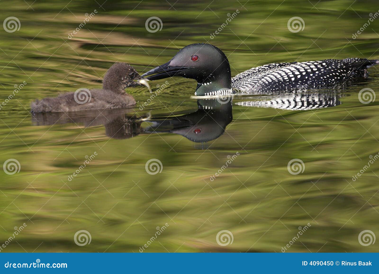 Common Loon with Chick stock photo. Image of caring, loon - 4090450