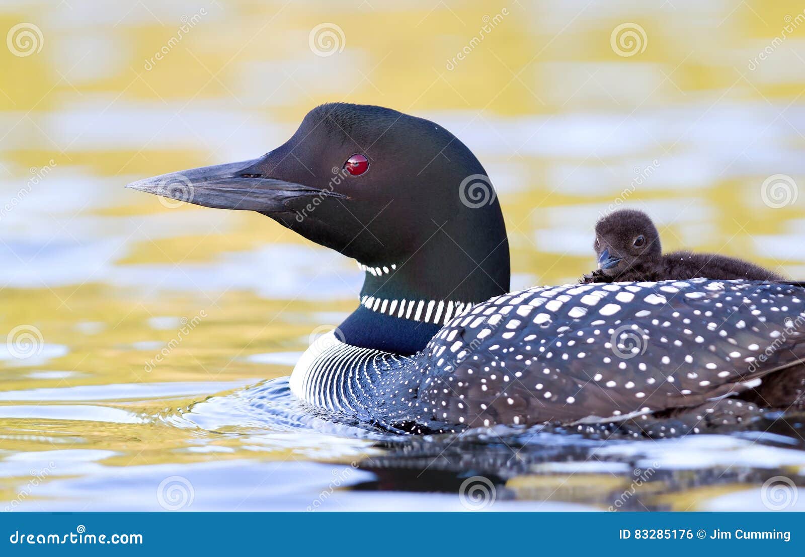 Common Loon with chick stock photo. Image of adult, reflection - 83285176