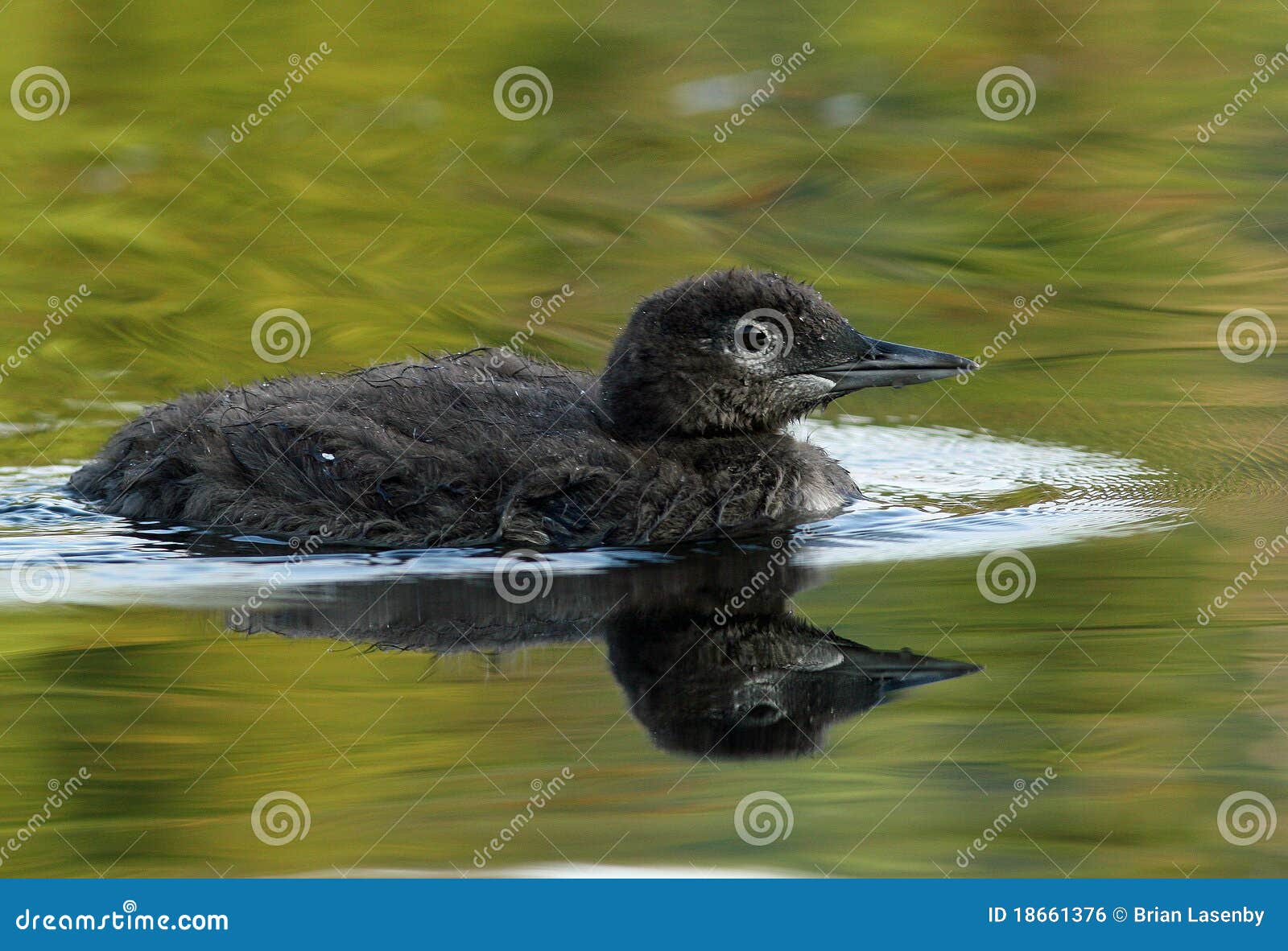 Common Loon Chick - Haliburtoon, Ontario Stock Photo - Image of ...