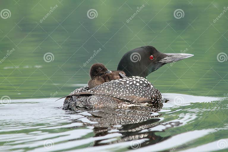 Common Loon and Chick stock image. Image of ontario, beak - 33994507