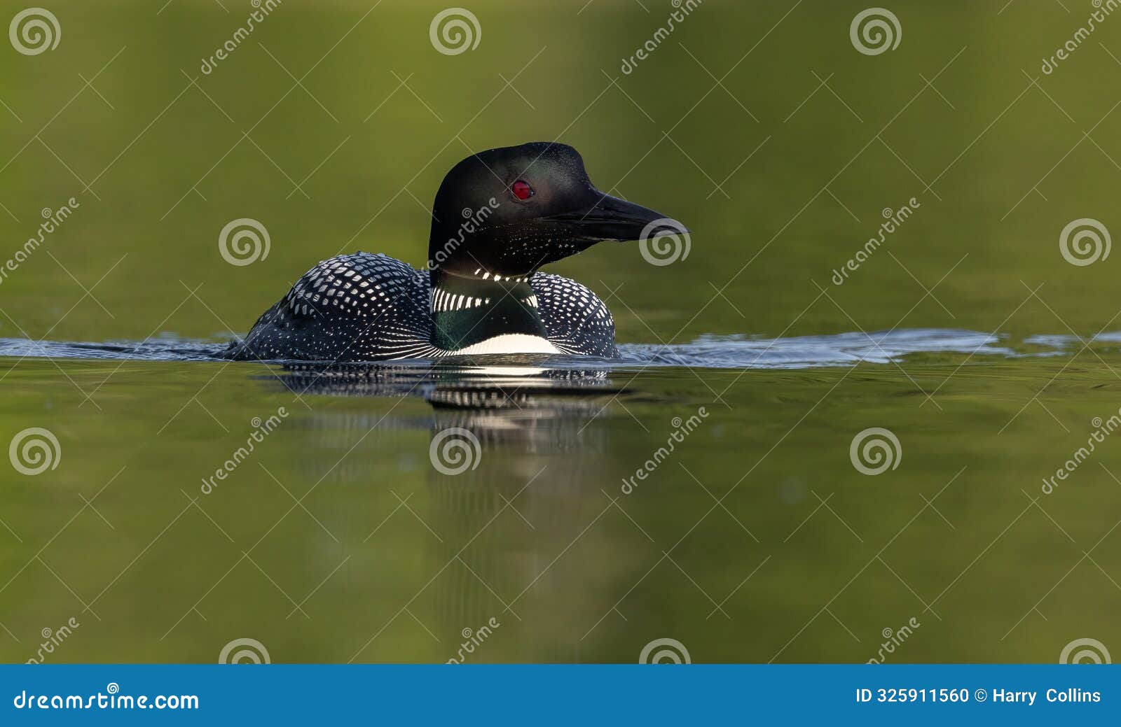 Common Loon and Chick on a Lake Stock Photo - Image of beak, wildlife ...