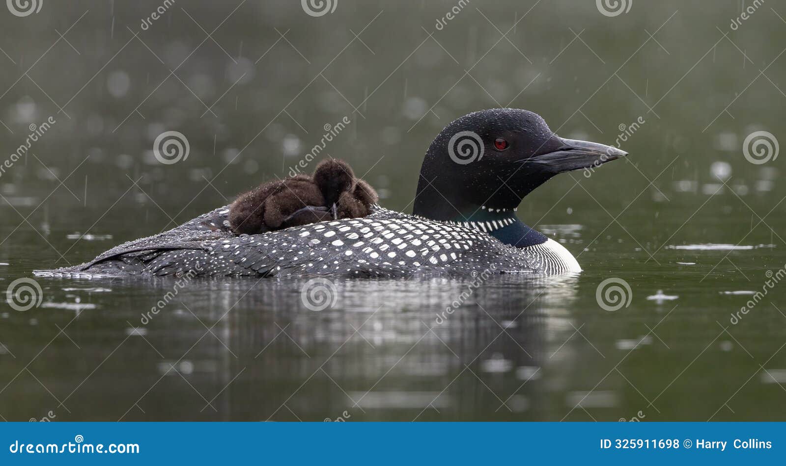 Common Loon and Chick on a Lake Stock Photo - Image of wildlife, beak: 325911698