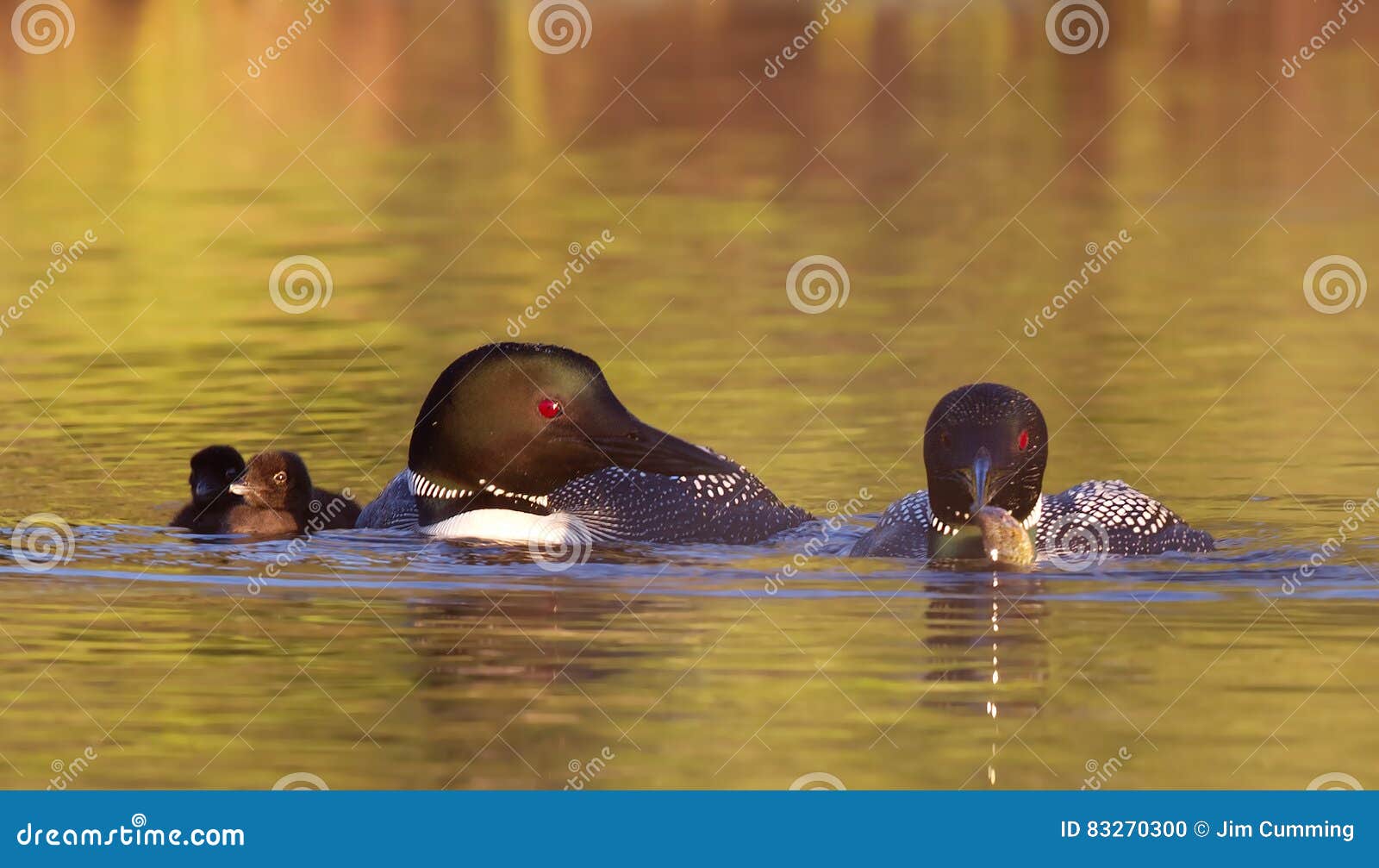 Common Loon with chicks stock photo. Image of aquatic - 83270300