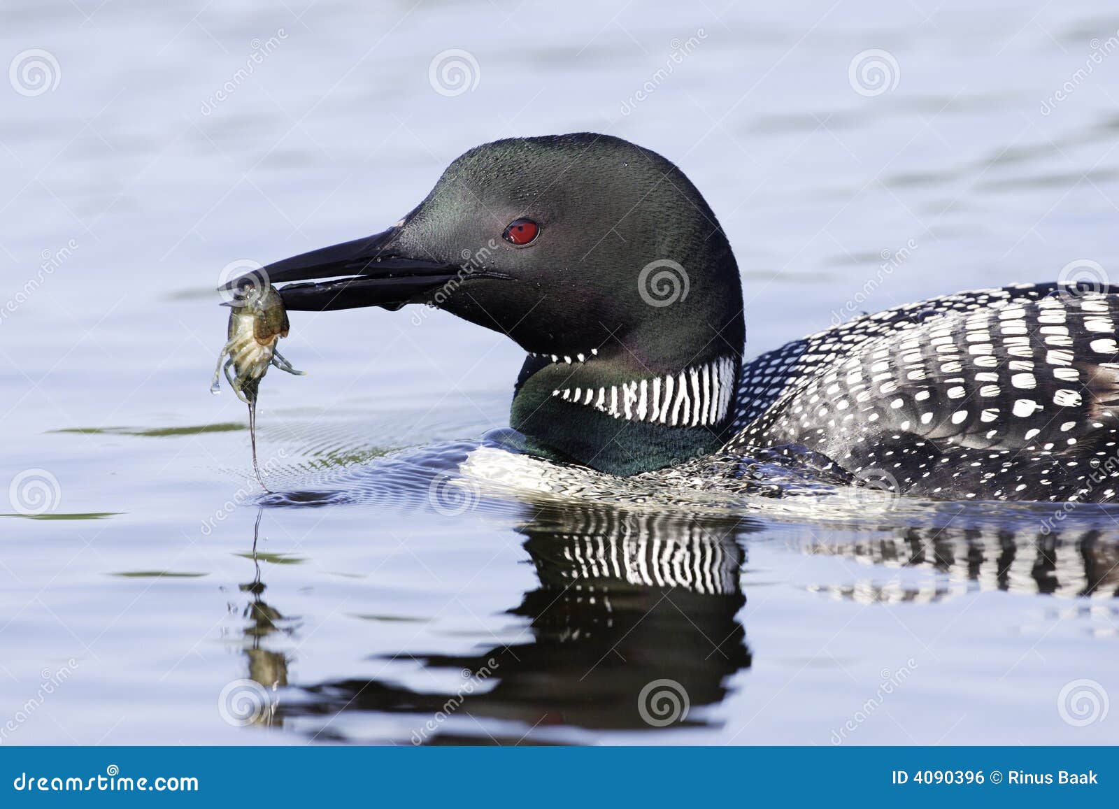 Common Loon with Crayfish stock photo. Image of loon, single - 4090396