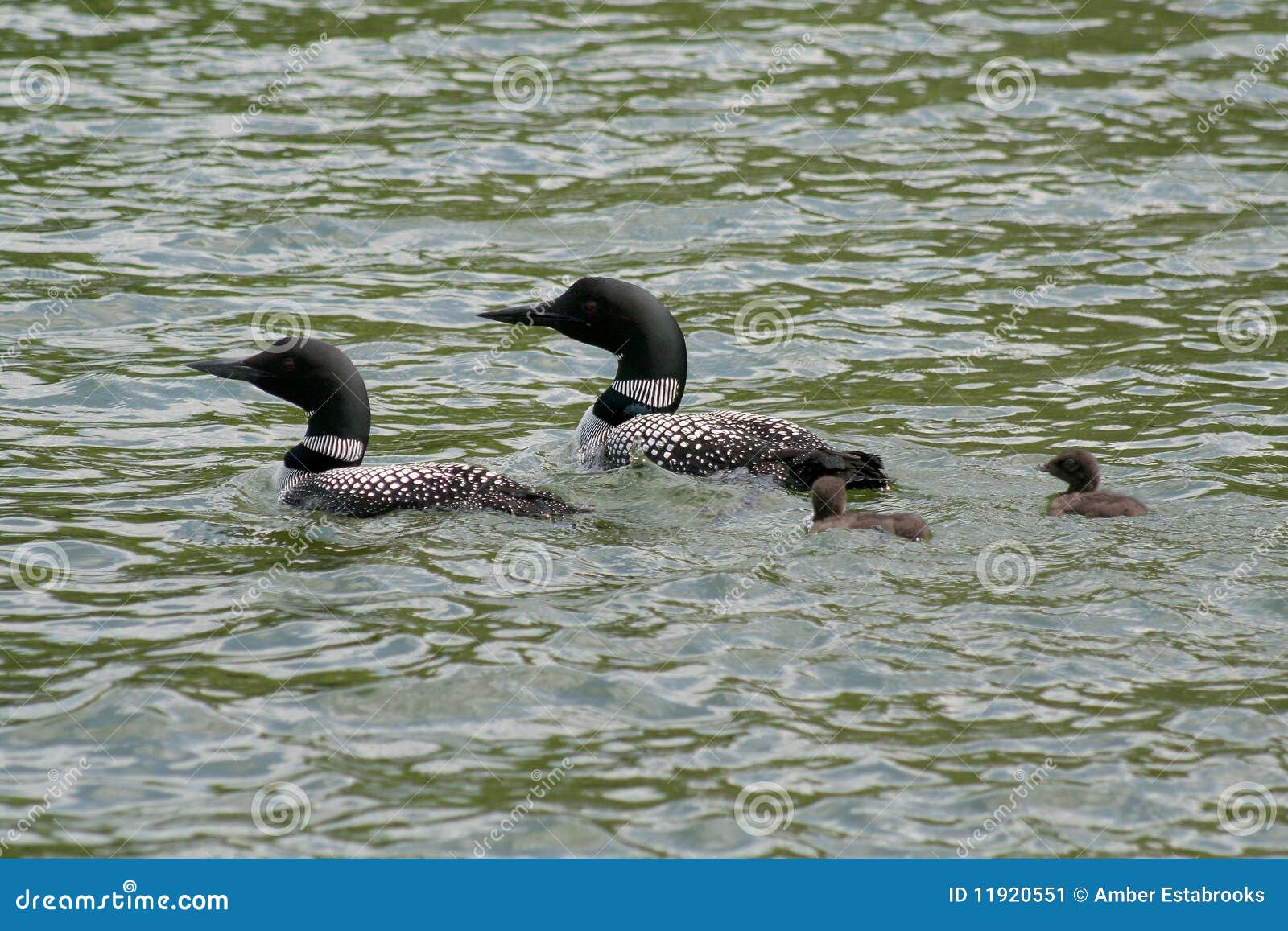 Common Loon Family stock image. Image of swimming, female - 11920551