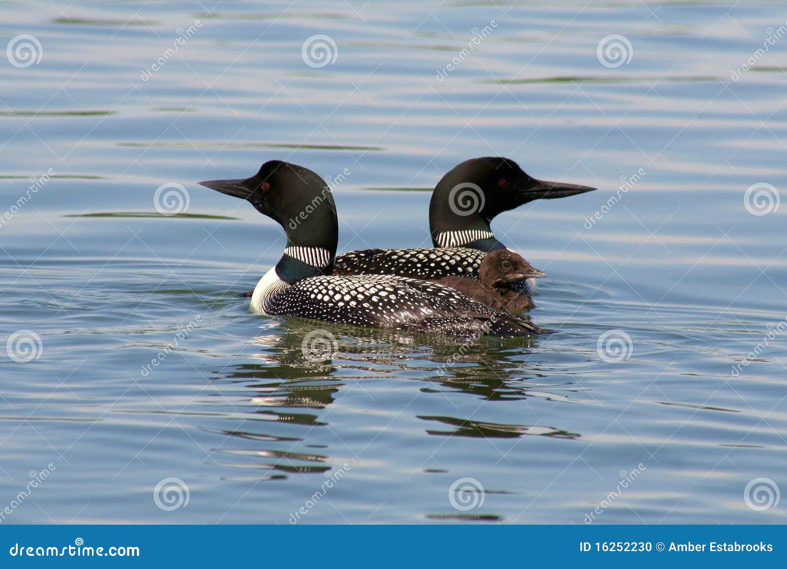 Common Loon Family stock photo. Image of northern, minnesota - 16252230