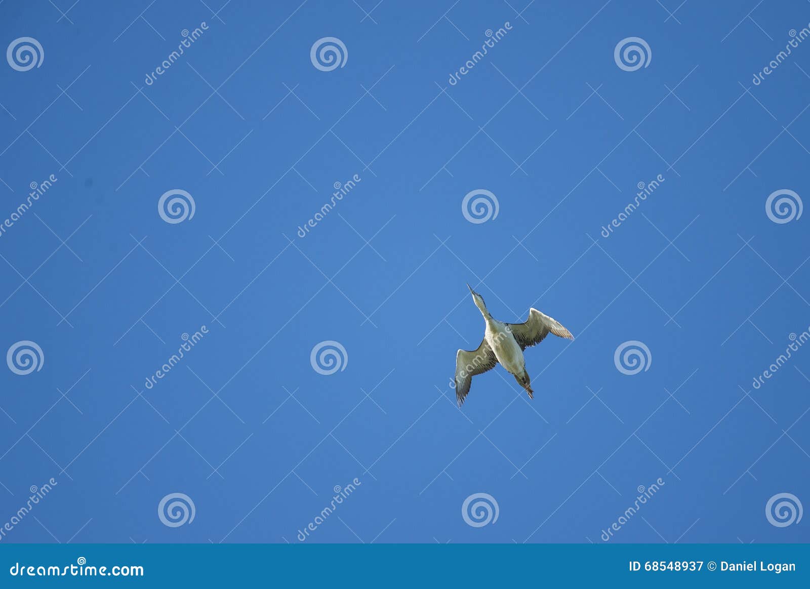 Common Loon in flight stock image. Image of pond, bristol - 68548937