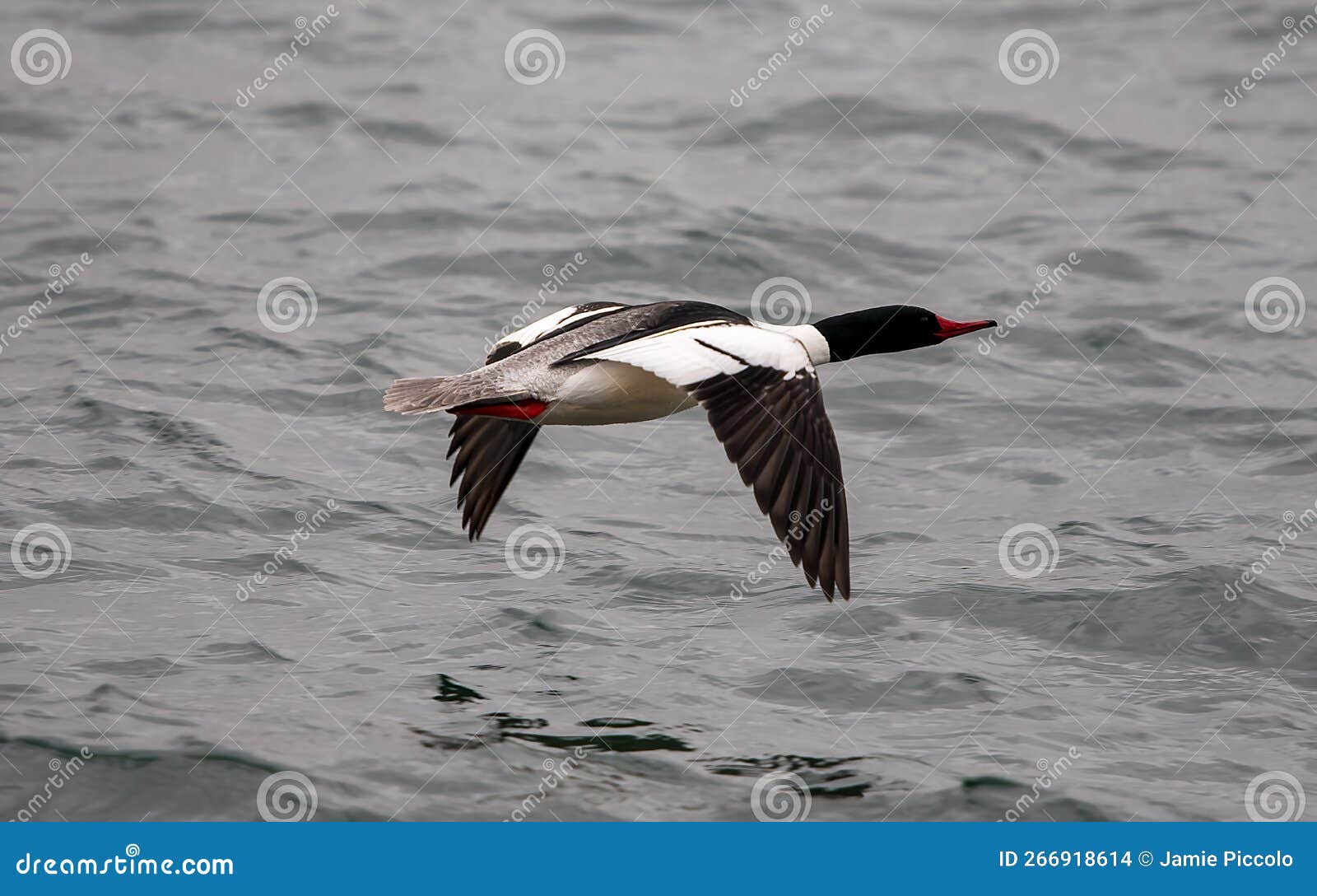 Common loon in flight stock photo. Image of flight, flying - 266918614
