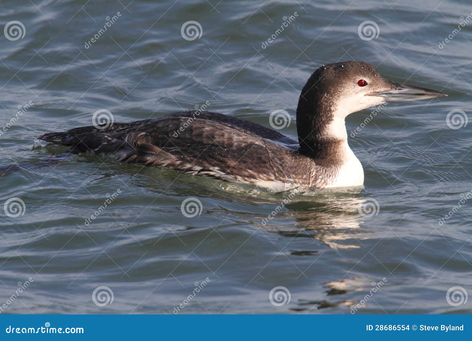 Common Loon (Gavia immer) stock photo. Image of avian - 28686554