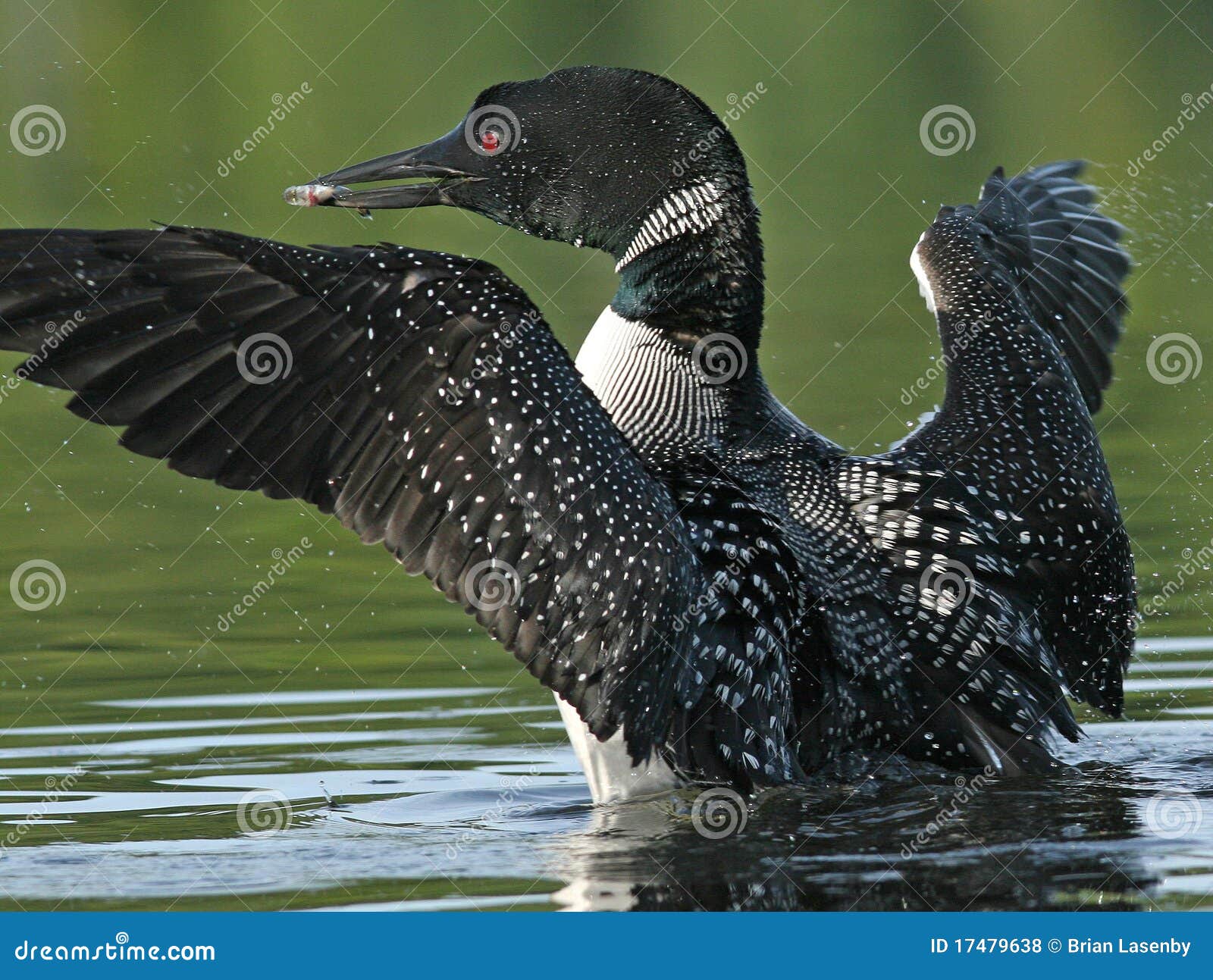 Common Loon (Gavia Immer) with a Fish Stock Photo - Image of gavia ...