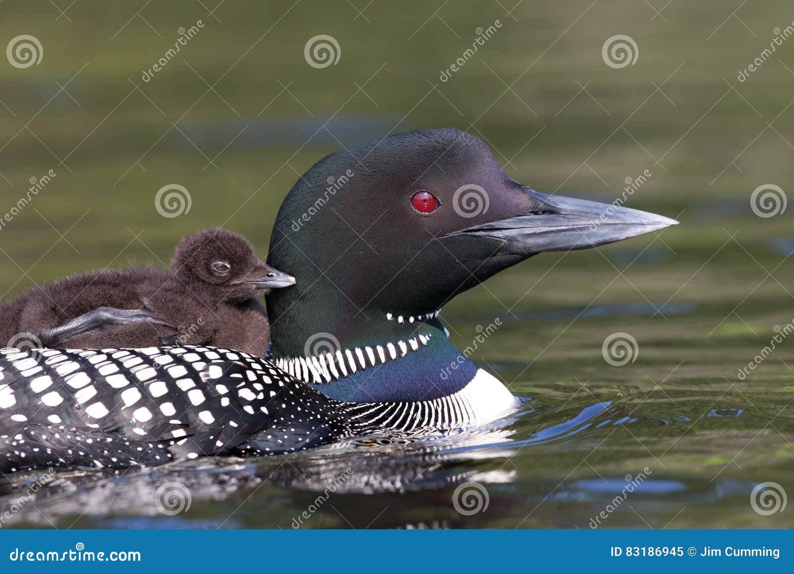 Common Loon with chick stock image. Image of feathers - 83186945