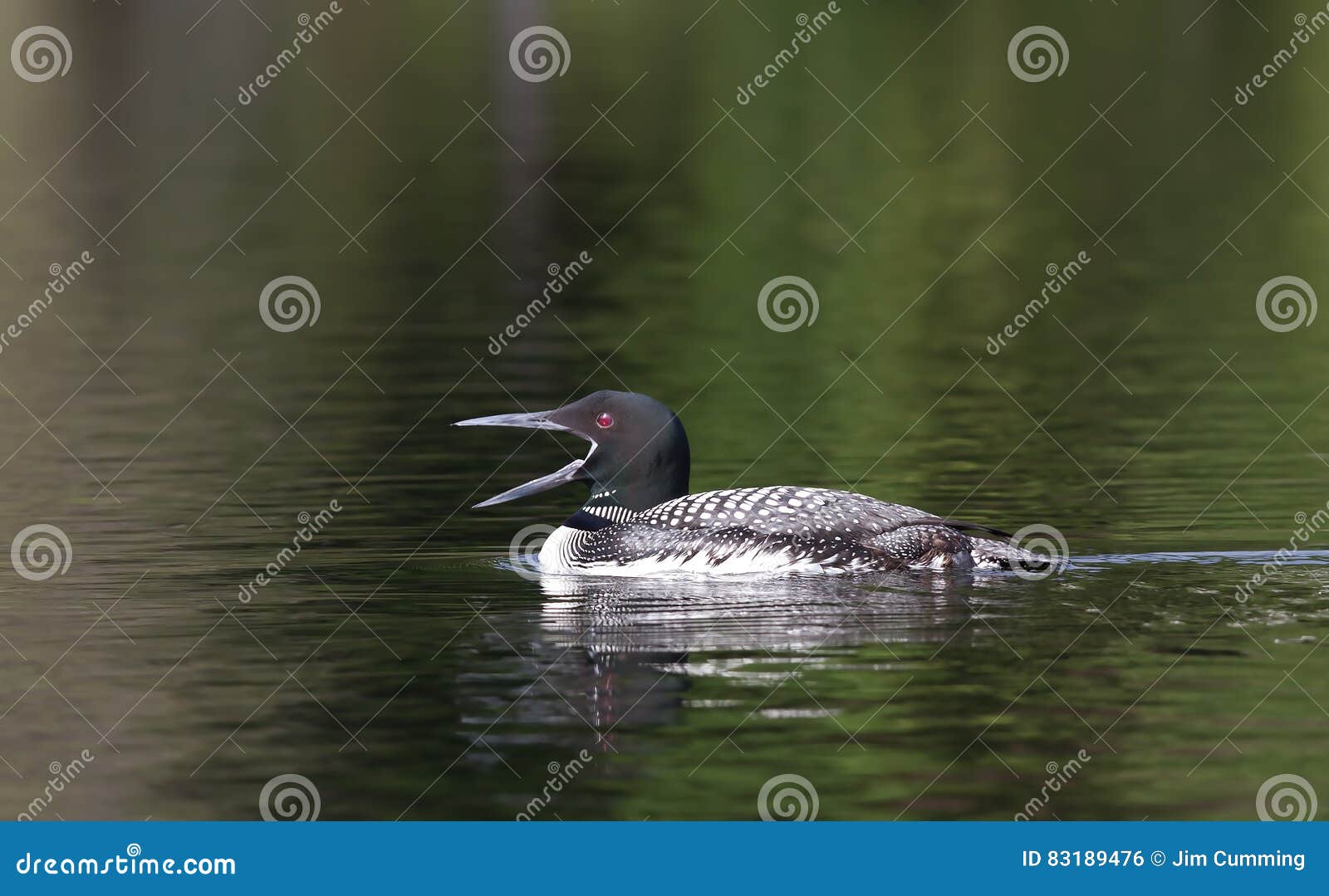 Common Loon call stock photo. Image of young, aquatic - 83189476