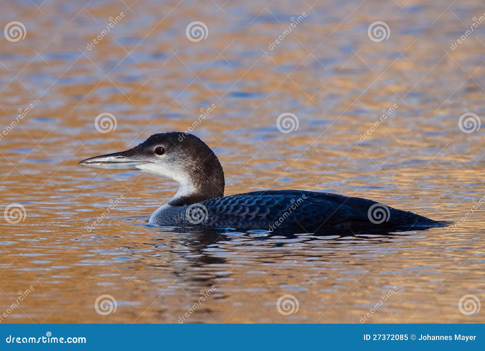 Common Loon, Great Northern Diver Stock Image - Image of diver ...