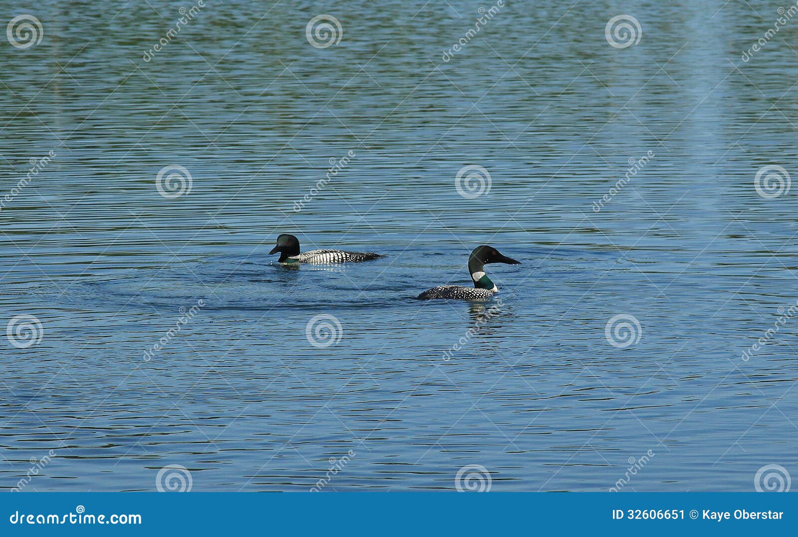 Common Loon or Great Northern Diver Stock Image - Image of america ...