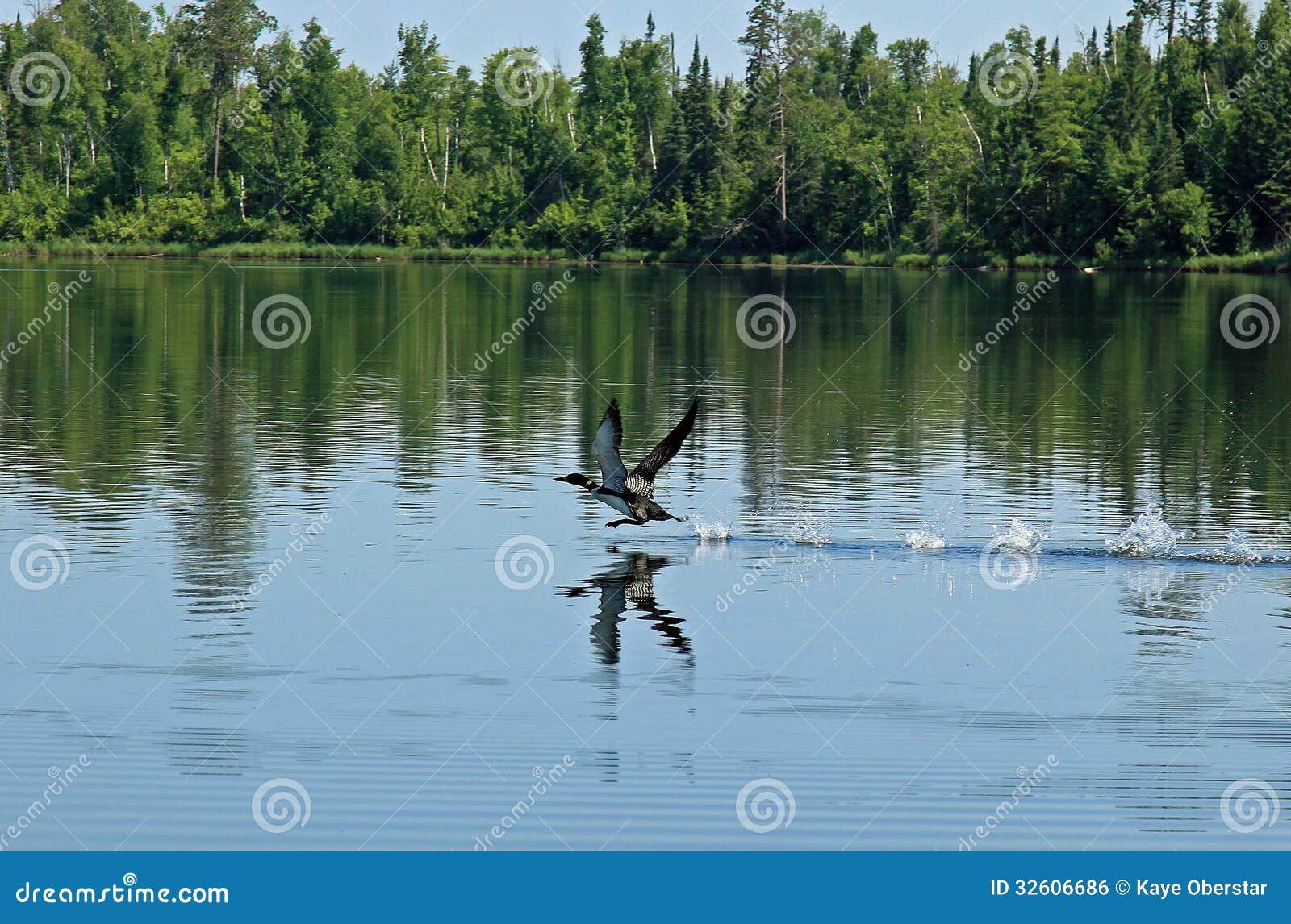 Common Loon or Great Northern Diver Stock Photo - Image of great ...