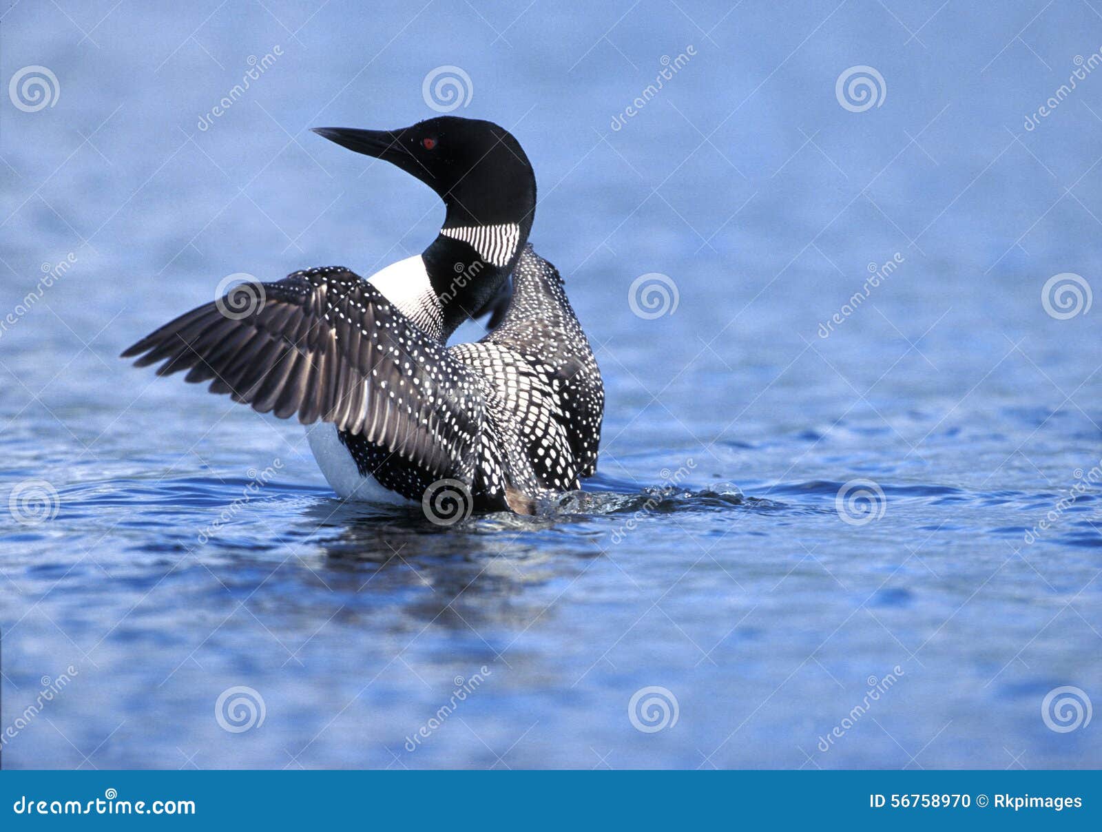 Common Loon stock photo. Image of rivers, waterfowl, bird - 56758970