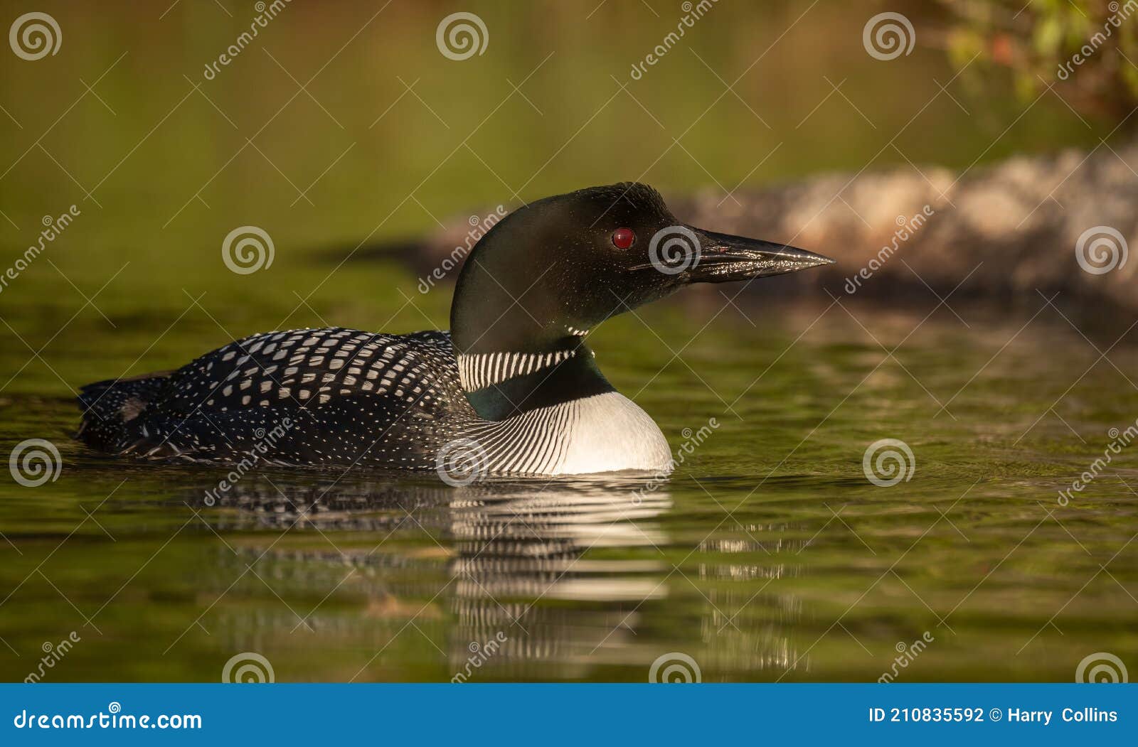 A Common Loon in Maine stock photo. Image of maine, common - 210835592