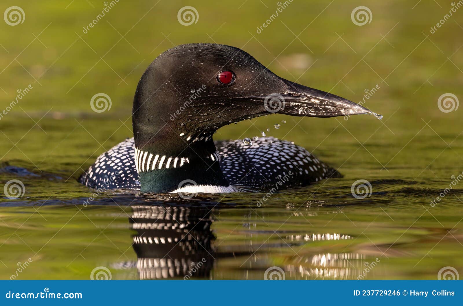 Common Loon in Maine stock photo. Image of amboselli - 237729246