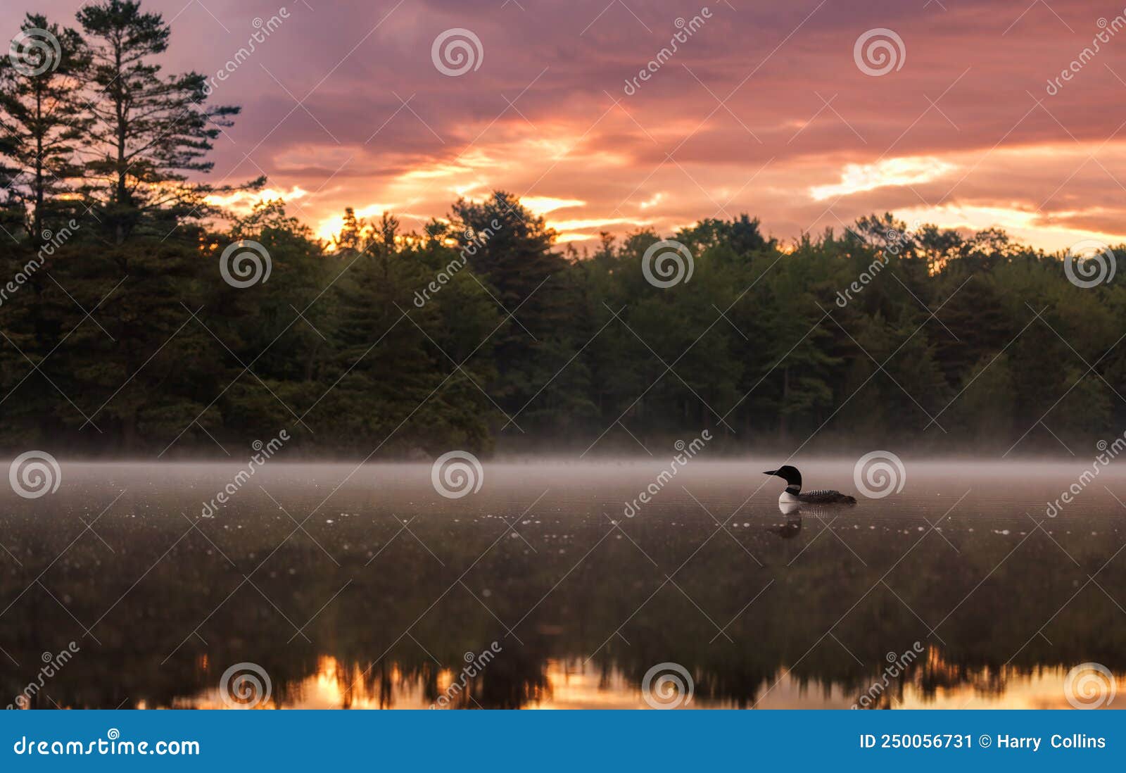 Common Loon in Maine stock image. Image of hunter, falcon - 250056731