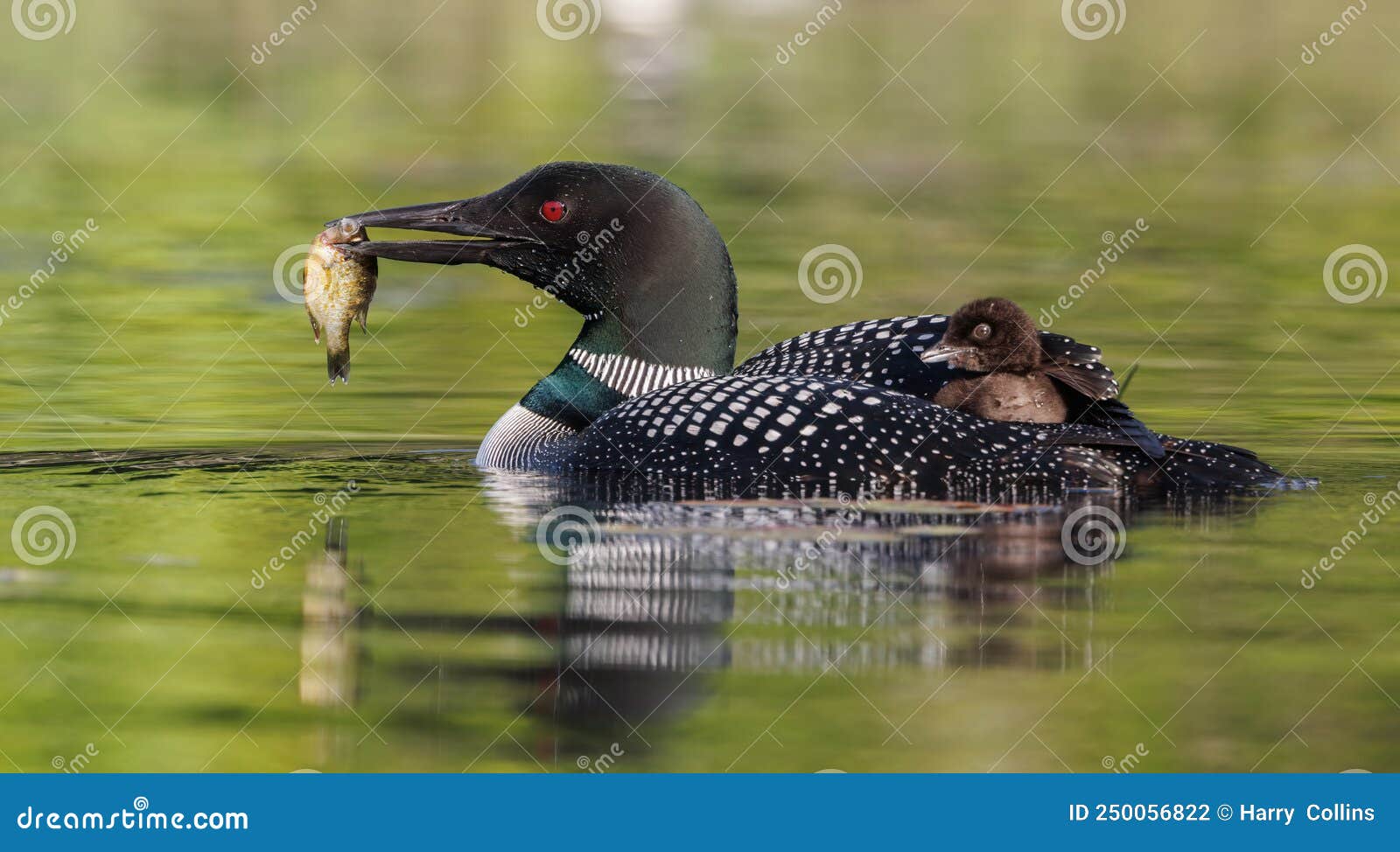 Common Loon in Maine stock photo. Image of common, grizzly - 250056822