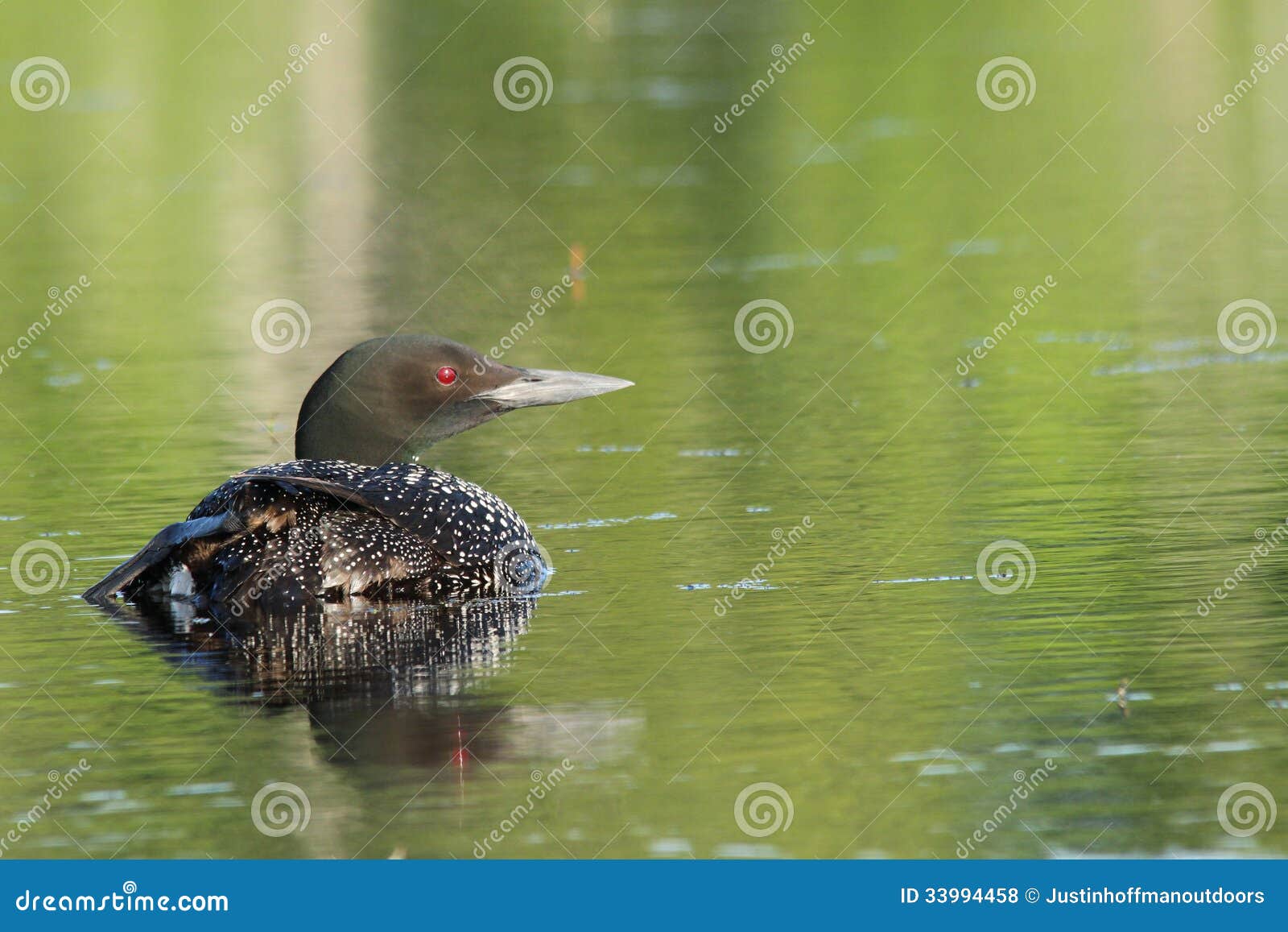 Common Loon stock photo. Image of beak, river, bird, peaceful - 33994458