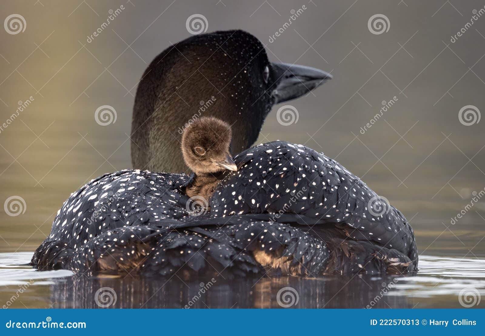 A Common Loon in Maine stock image. Image of eating - 222570313
