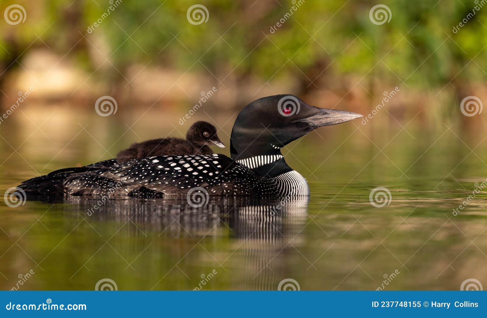 Common Loon in Maine stock image. Image of autumn, amboselli - 237748155