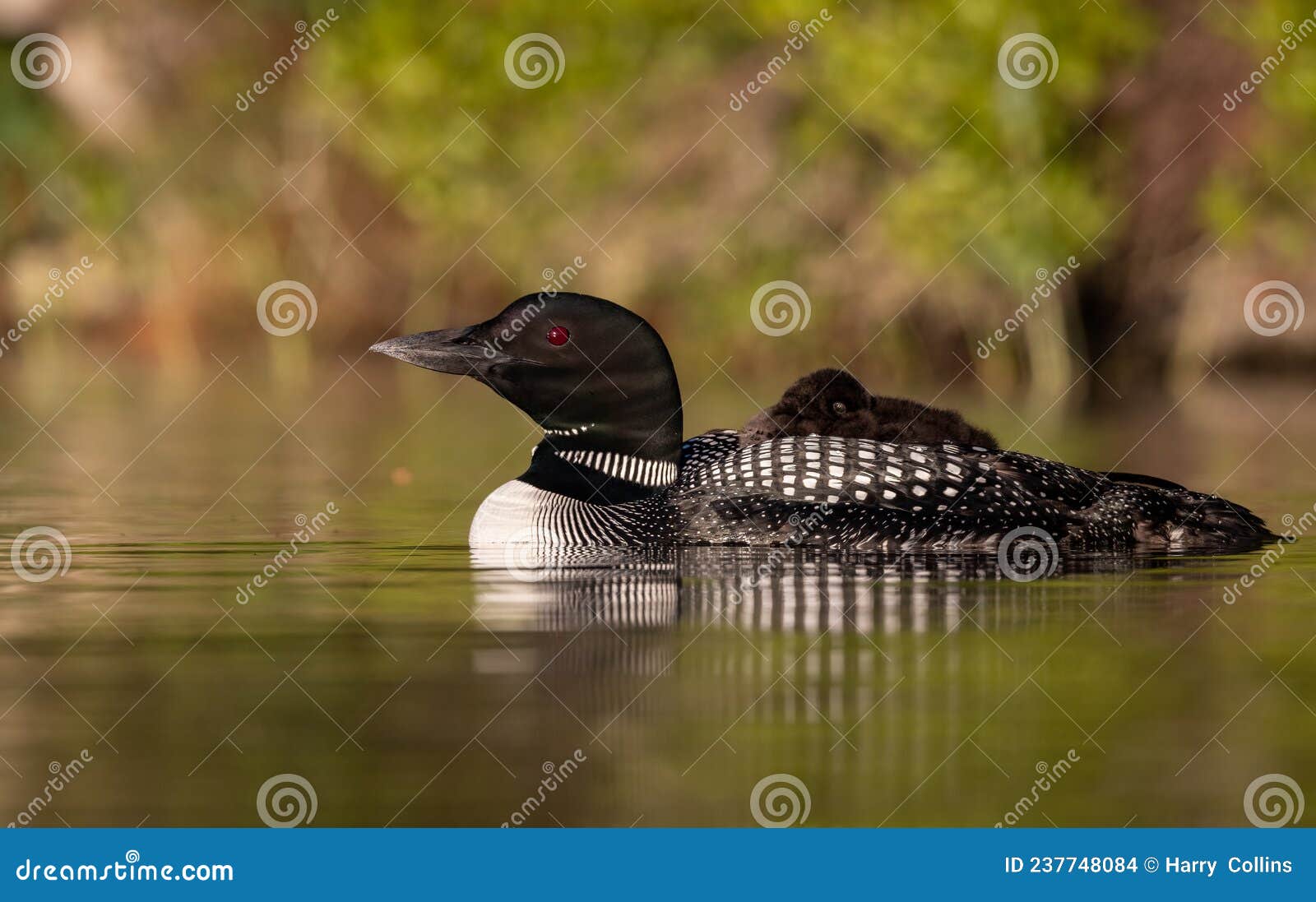 Common Loon in Maine stock photo. Image of deer, beach - 237748084