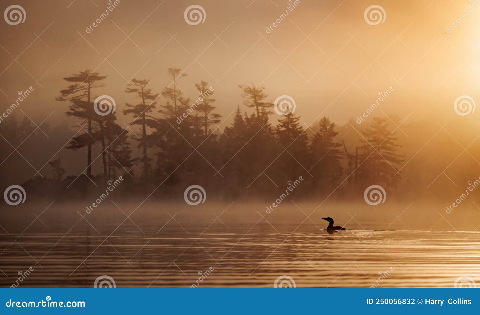 Common Loon in Maine stock photo. Image of falcon, common - 250056832