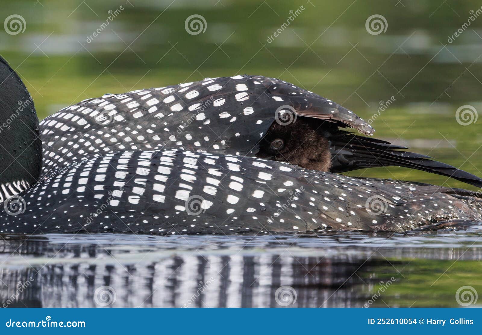 Common Loon in Maine stock photo. Image of florida, great - 252610054