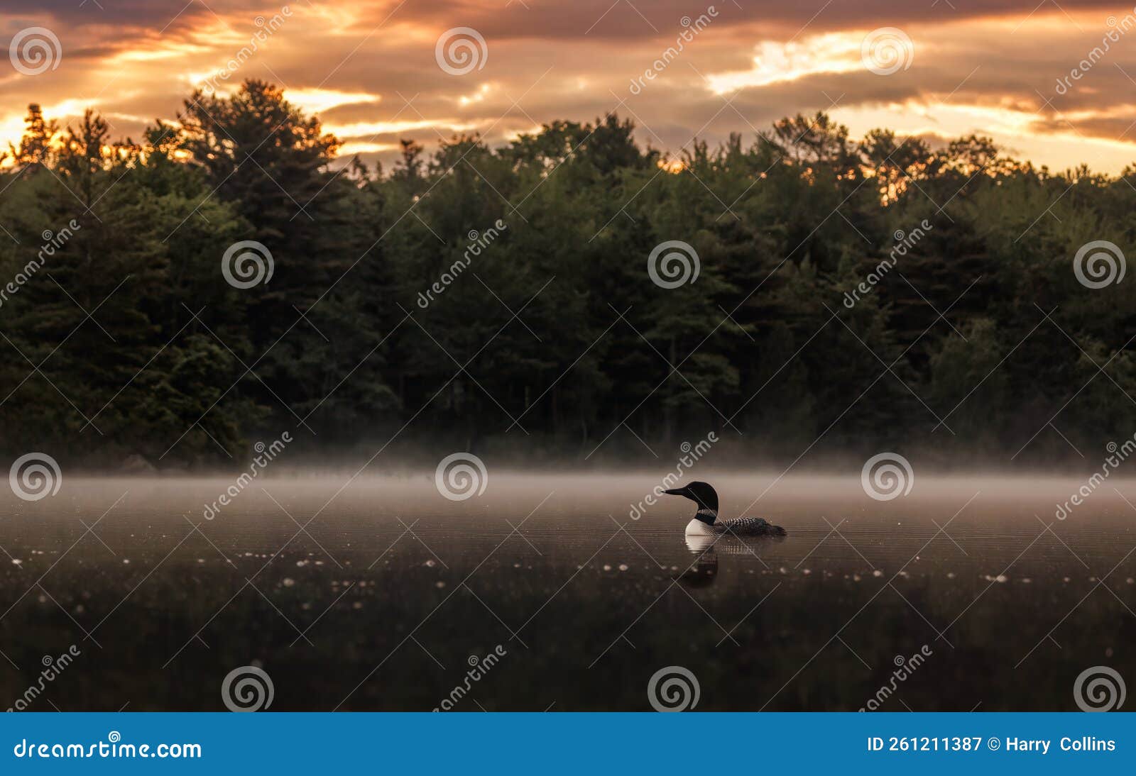 Common Loon in Maine stock image. Image of great, black - 261211387