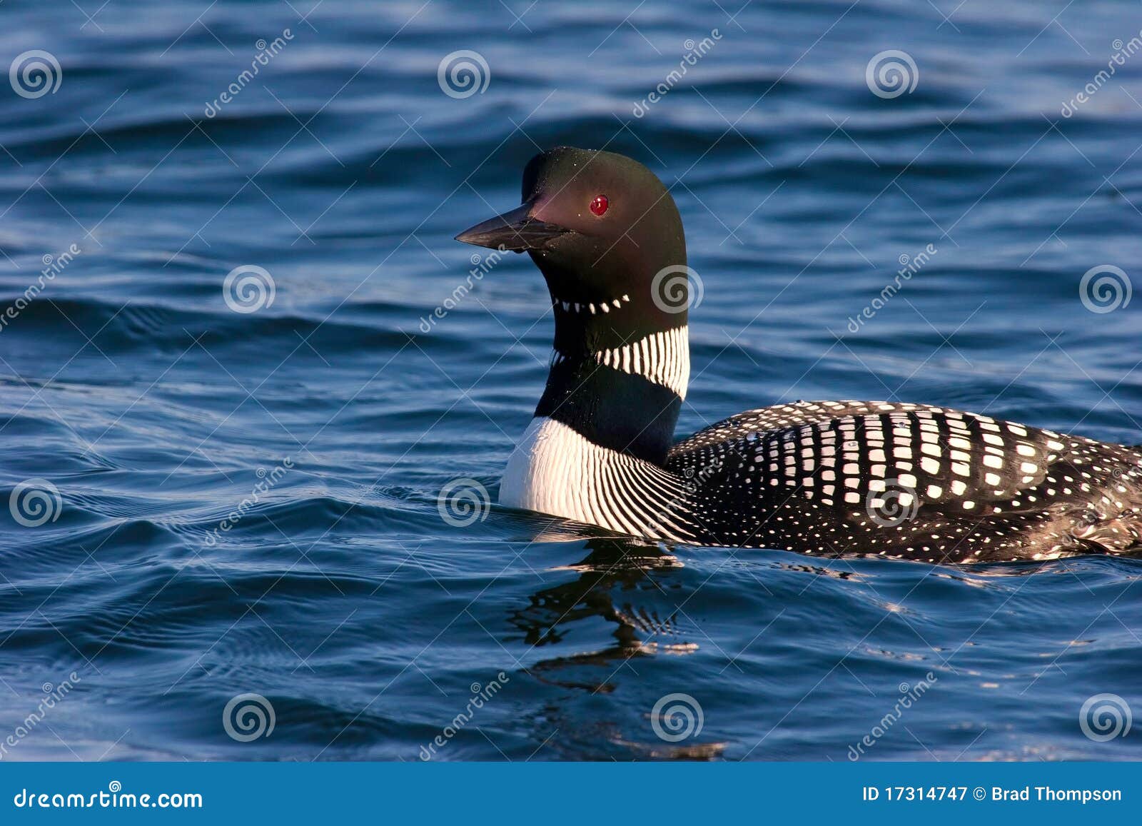 Common Loon in Mating Plumage on Wisconsin Lake Stock Image - Image of ...