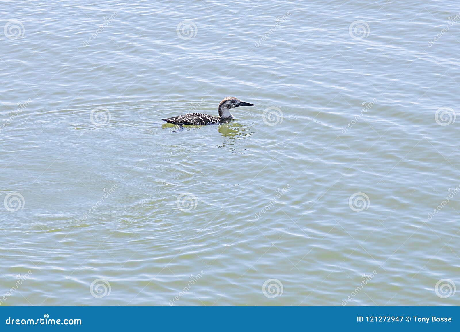 Common Loon in Molting Plumage Stock Image - Image of water, beak ...