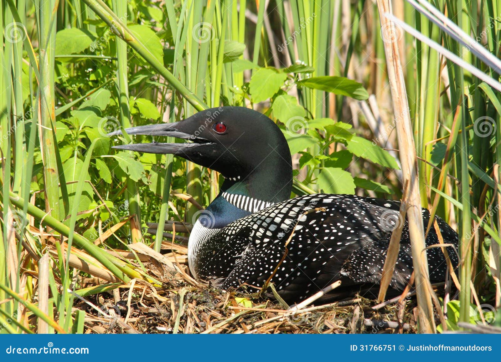 Common Loon on Nest stock image. Image of cattails, colorful - 31766751