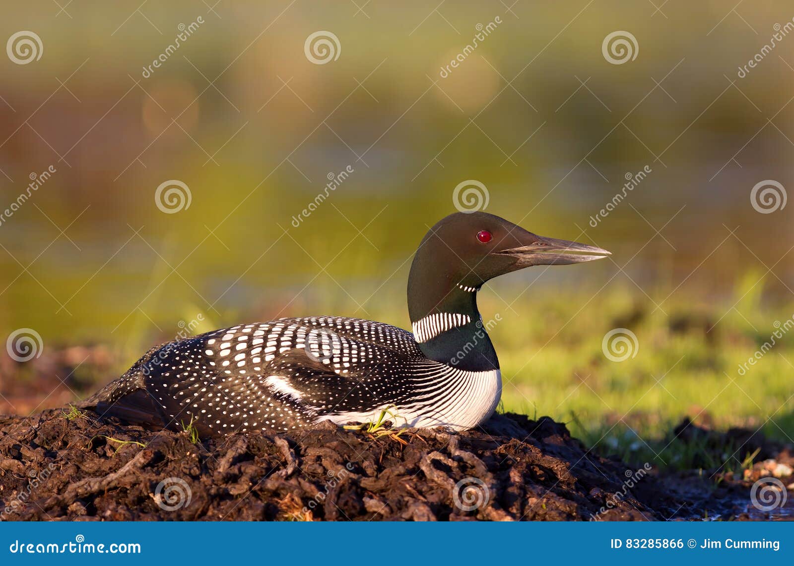 Common Loon on nest stock photo. Image of back, animal - 83285866