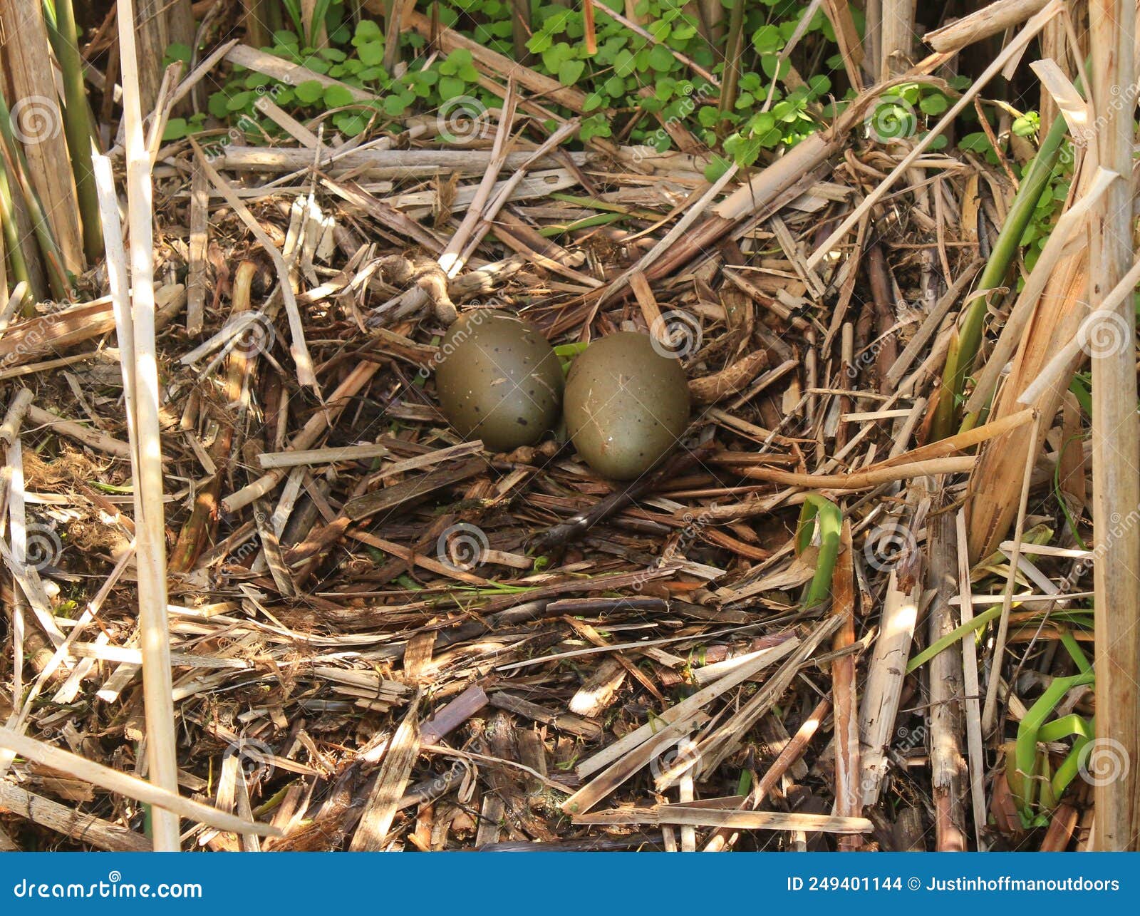 Common Loon Nest with Pair of Eggs Stock Photo - Image of nesting ...