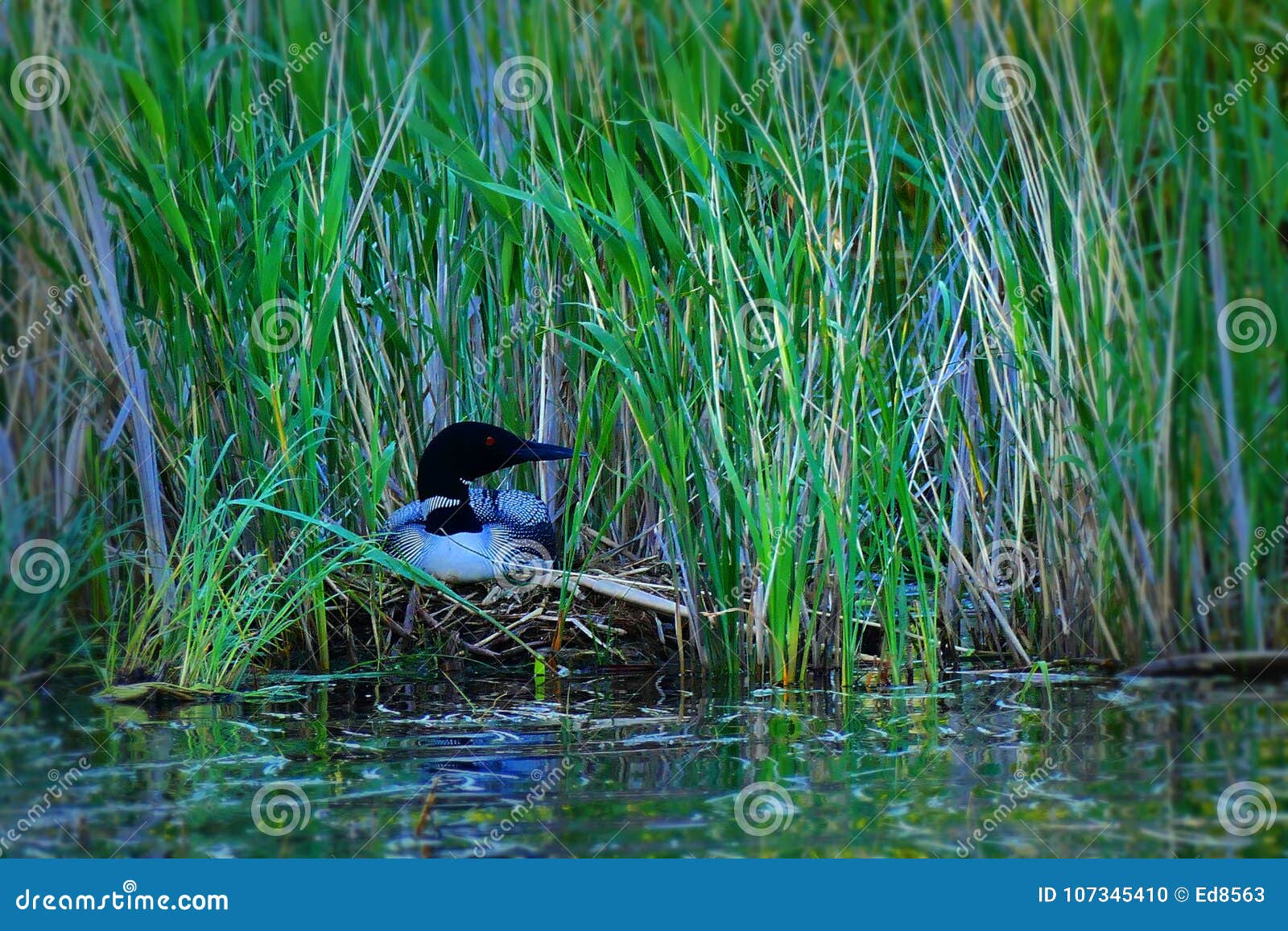 Common Loon or Great Northern Diver Gavia Immer Nesting Along Edge of ...