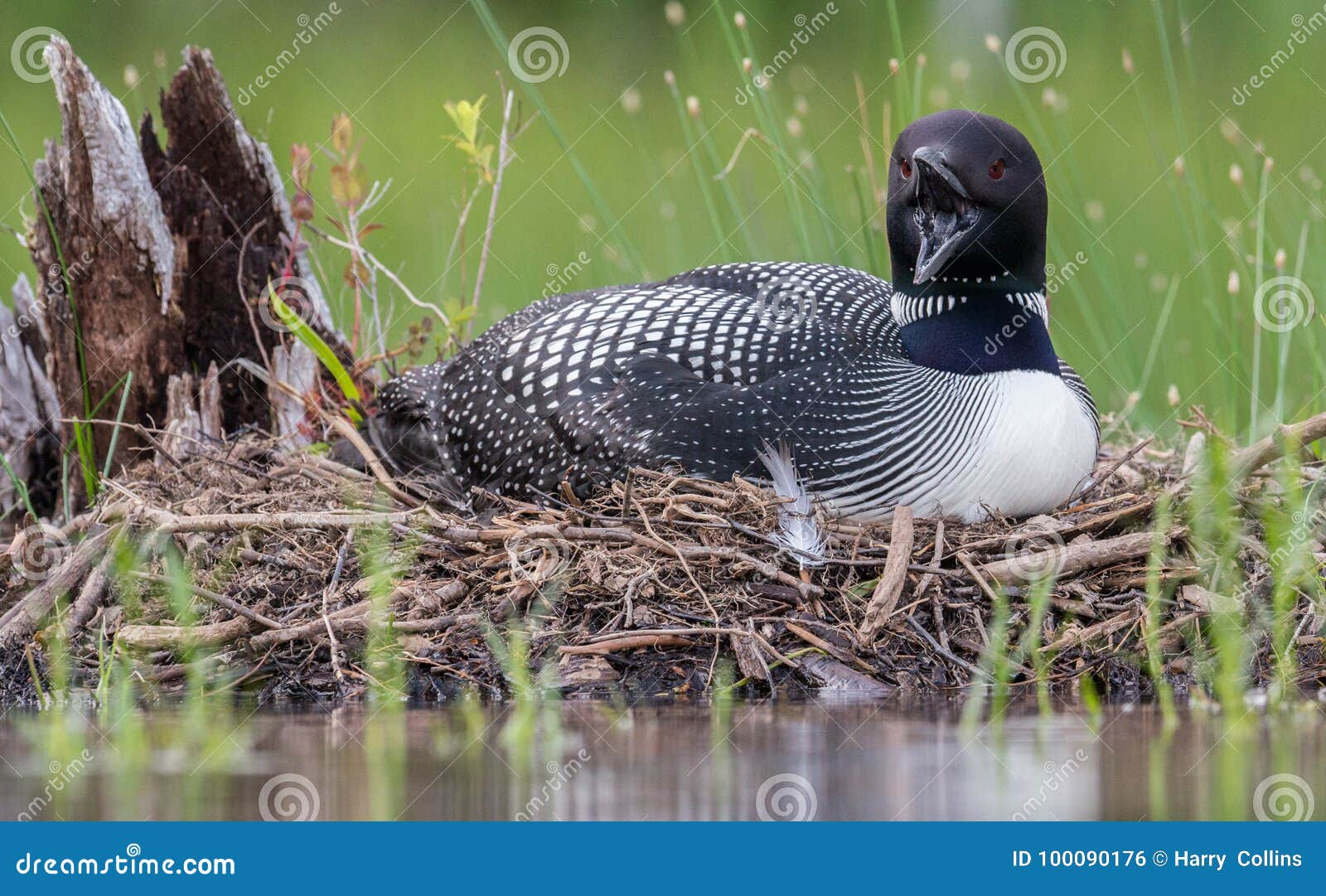 Common Loon stock photo. Image of bald, american, barred - 100090176