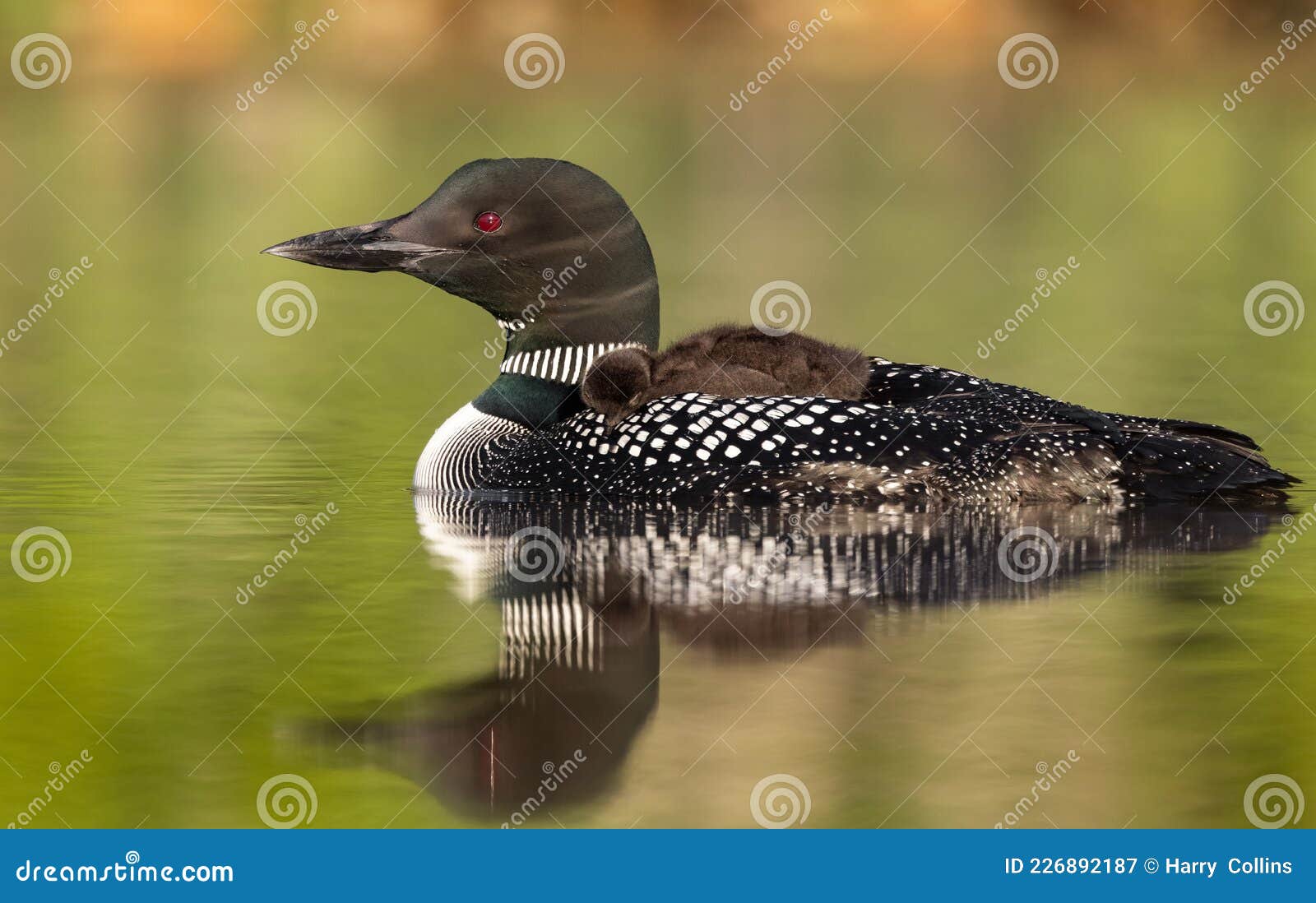 A Common Loon in Maine stock image. Image of loon, light - 226892187