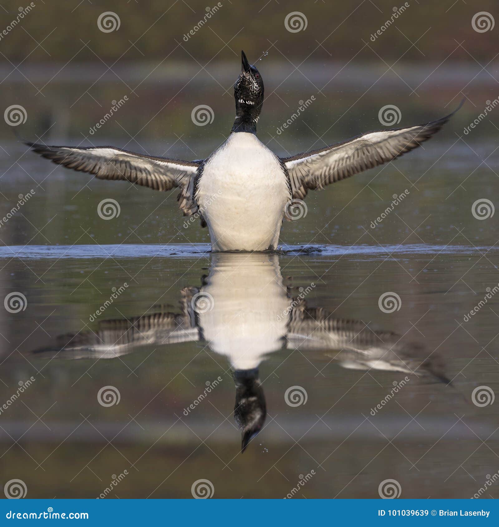 Common Loon in Partial Molt Flapping Its Wings after Preening in Stock ...