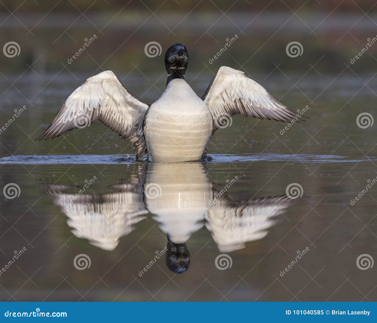 Common Loon in Partial Molt Flapping Its Wings after Preening in Stock ...