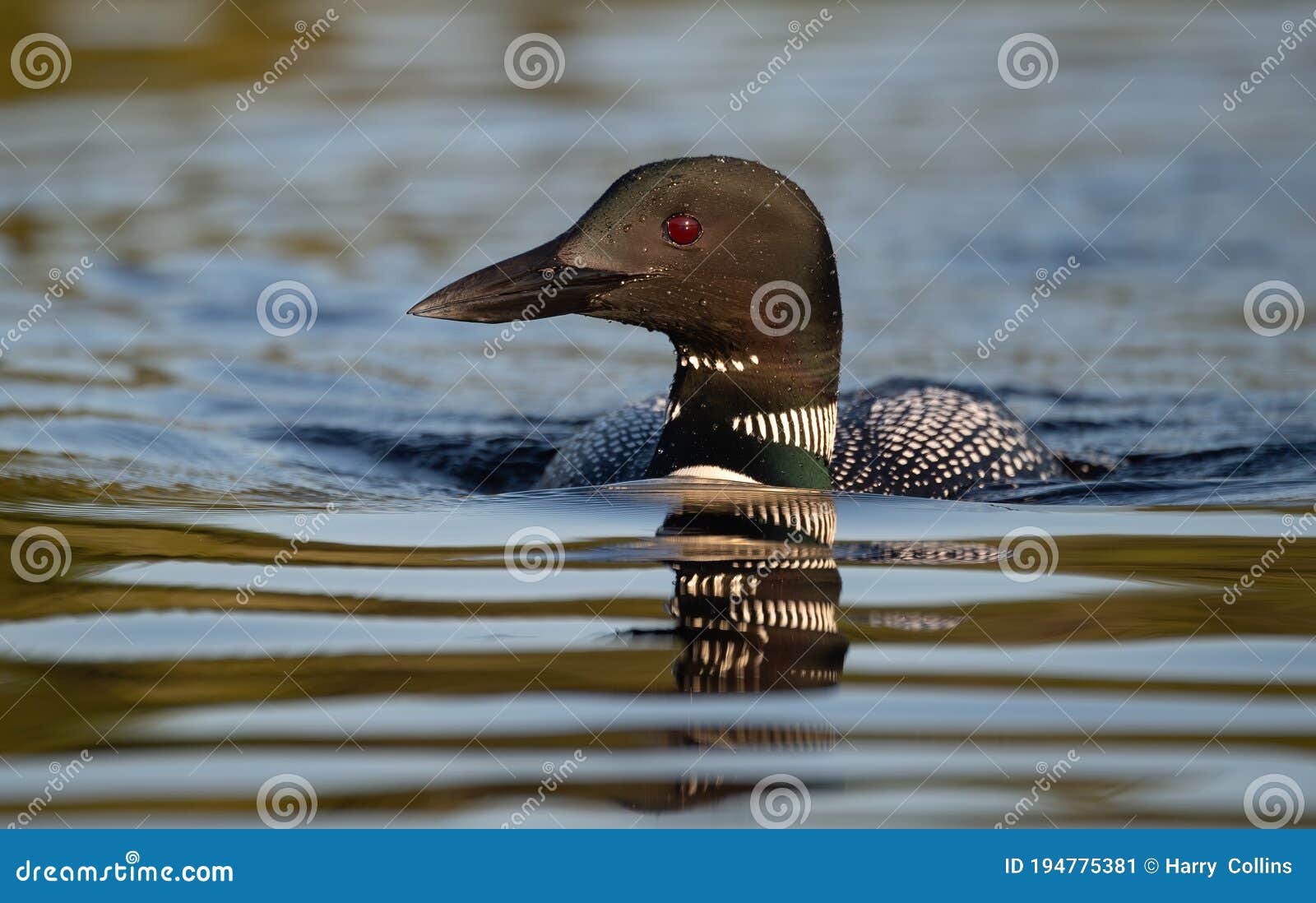 A Common Loon Portrait stock image. Image of portrait - 194775381