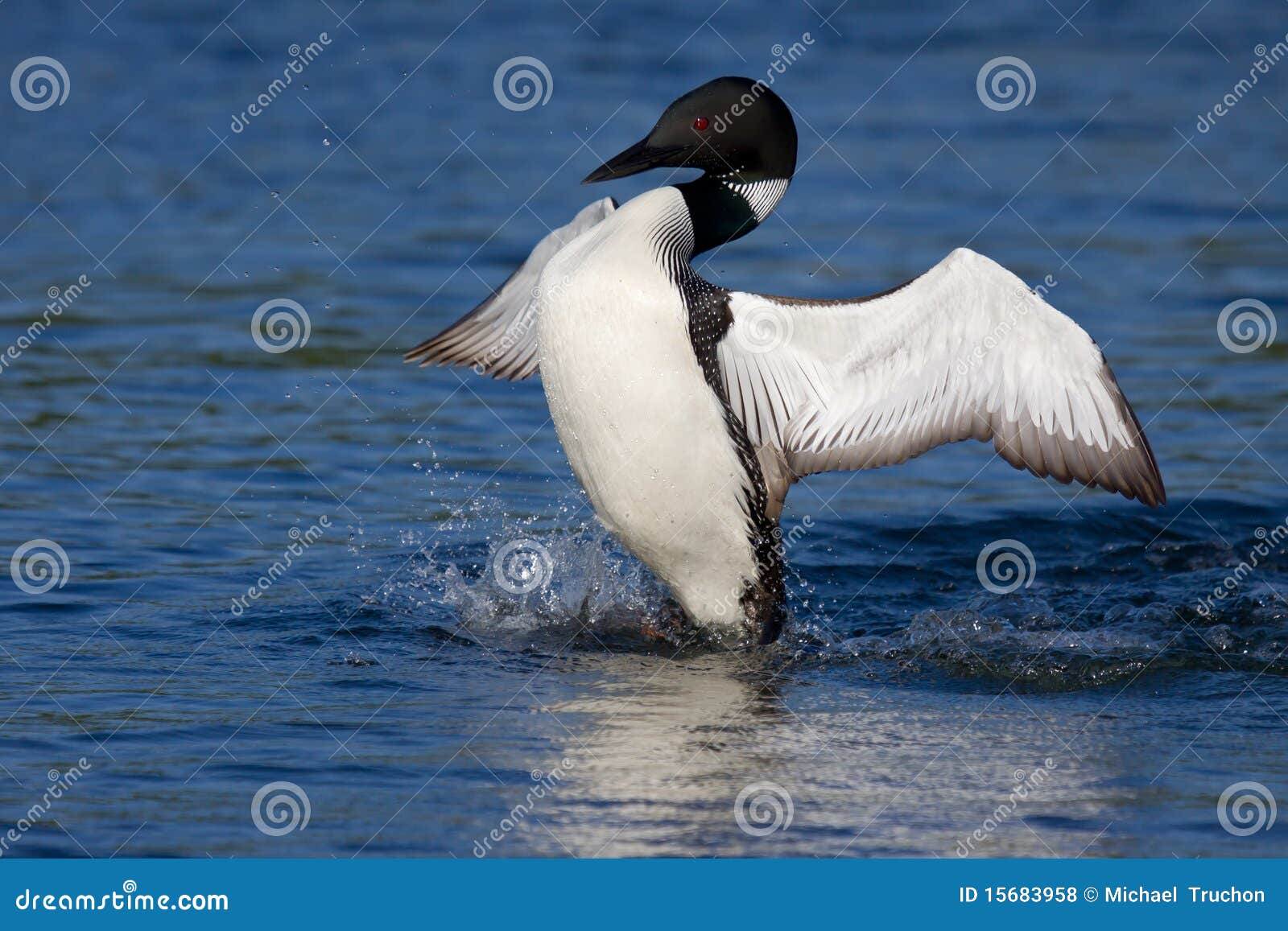 Common Loon Spreads His Wings Stock Photo - Image of flap, common: 15683958