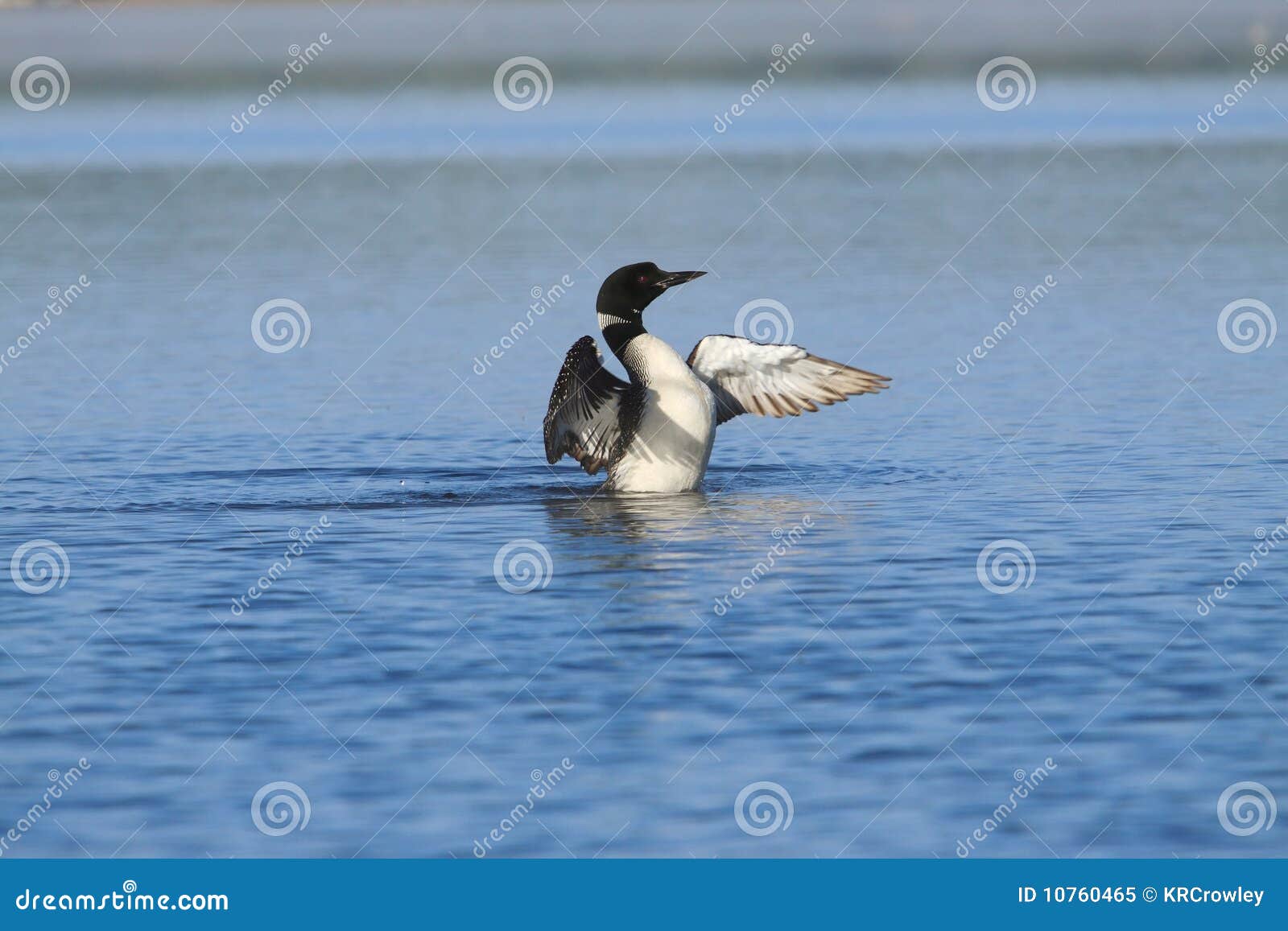 Common Loon Stretching Wings Stock Image - Image of tranquil, wisconsin ...