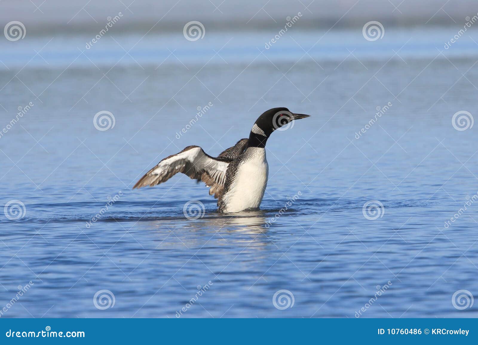 Common Loon Stretching Wings Stock Photo - Image of bird, loon: 10760486