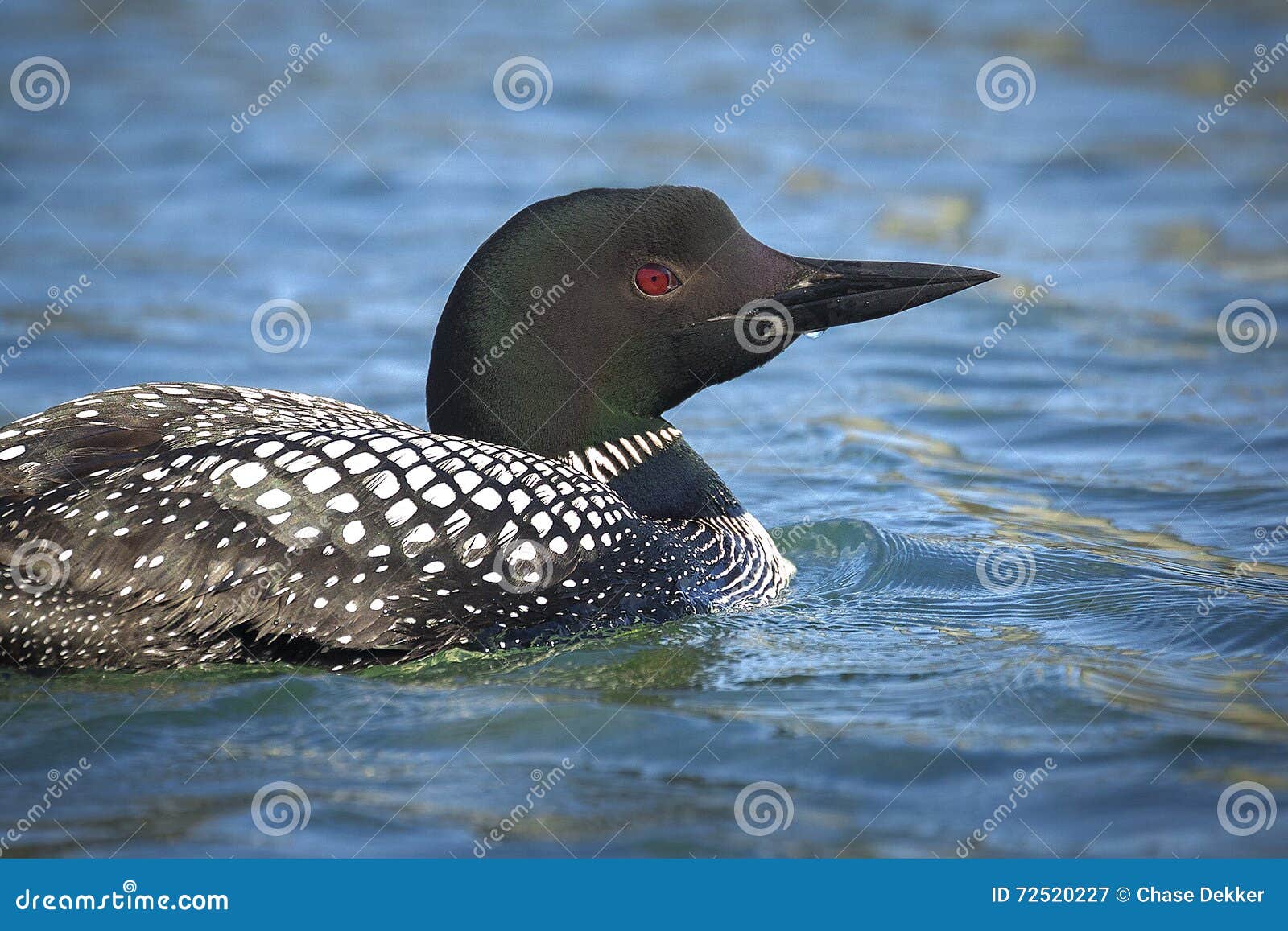 Common Loon stock image. Image of animal, birds, loons - 72520227