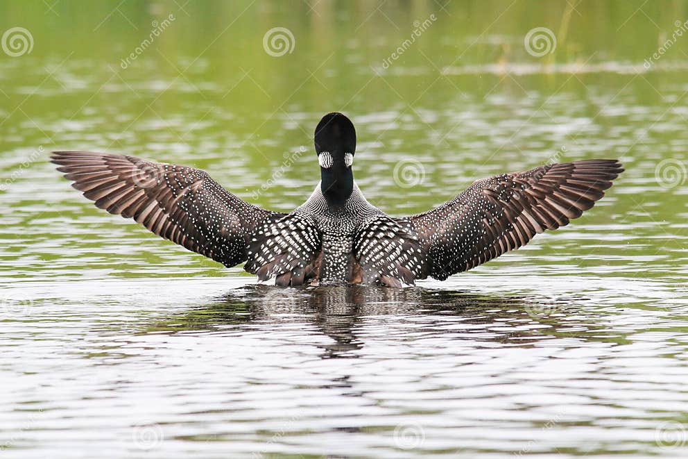 Common Loon Wing Spread stock photo. Image of feathers - 56369850