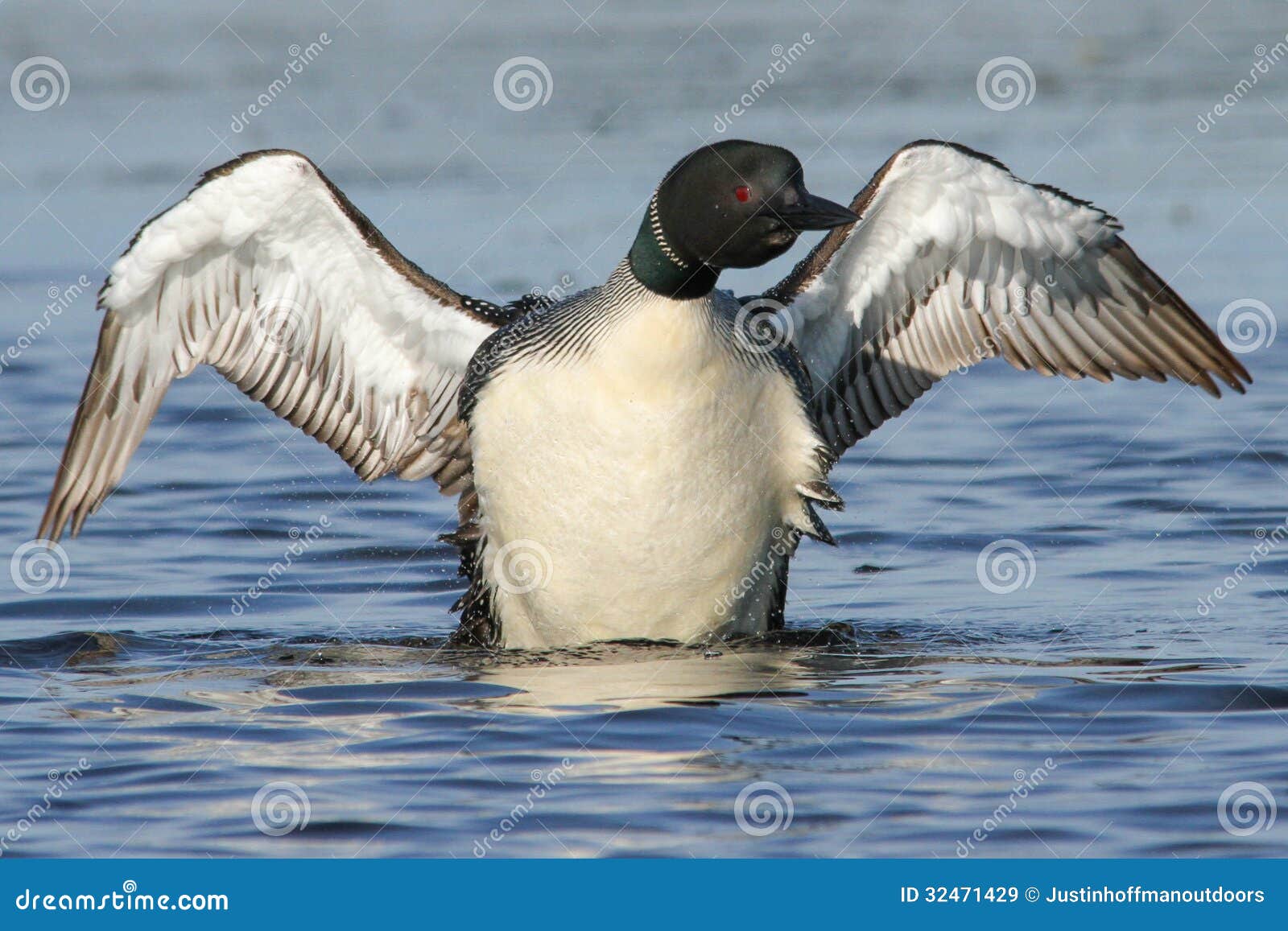 Common Loon Wing Stretch stock image. Image of front - 32471429