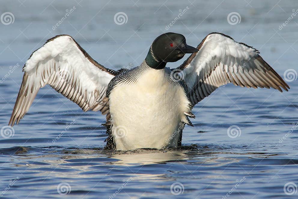 Common Loon Wing Stretch stock image. Image of front - 32471429